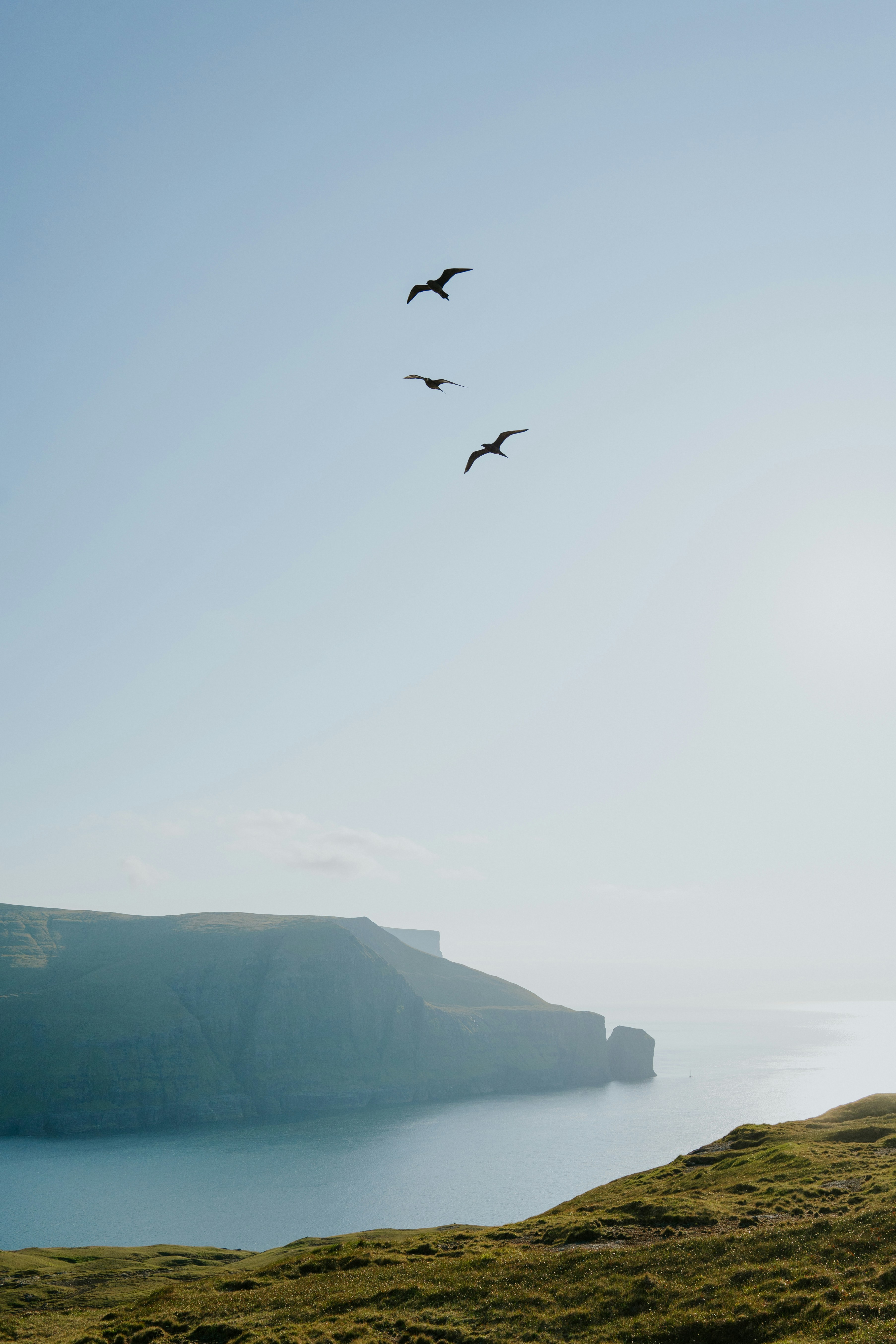 Three birds soar gracefully above a rugged coastline bathed in soft morning light. The peaceful composition captures the quiet beauty of untouched nature, where sky, sea, and cliffs meet in perfect harmony.