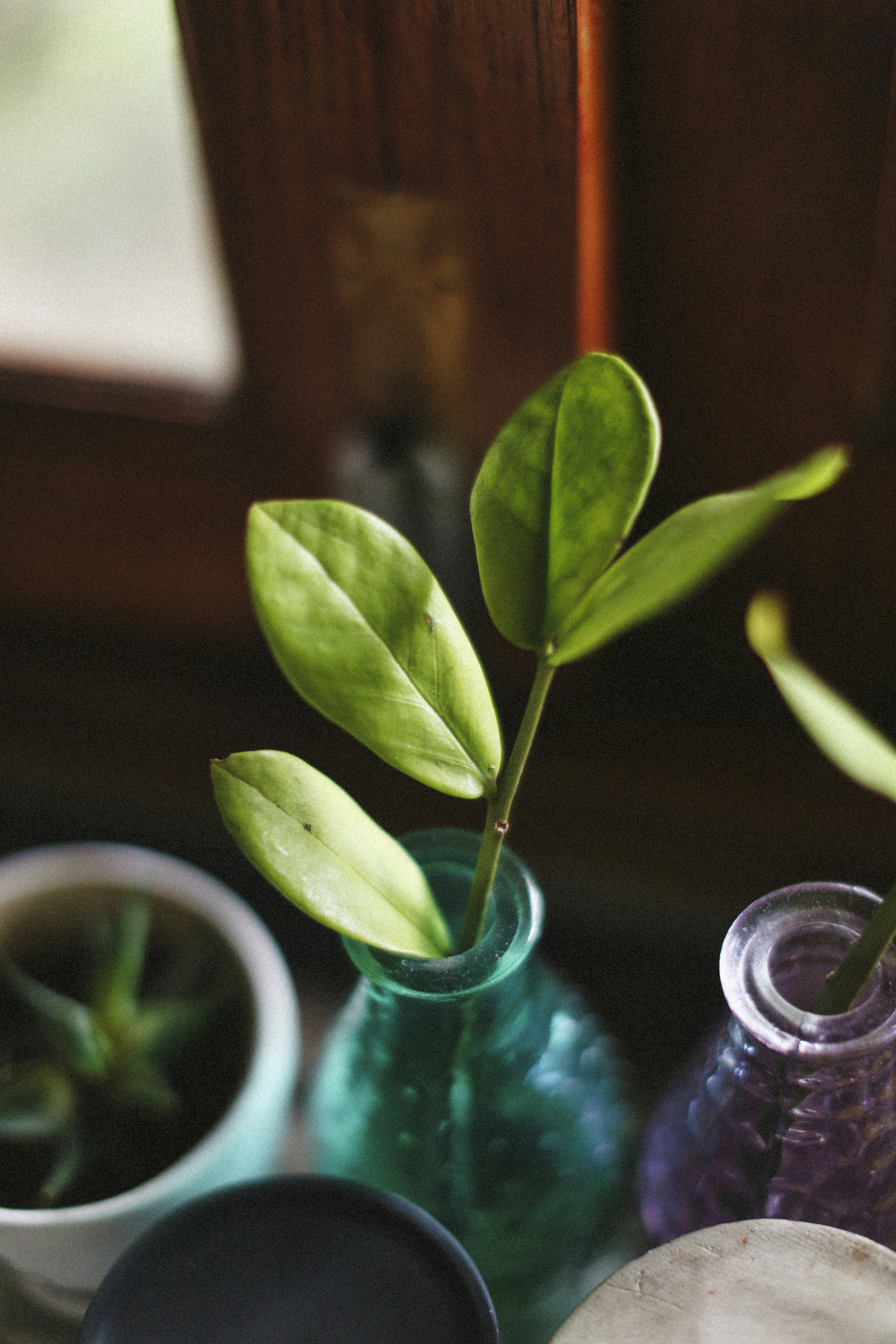 Whispers of Green: A Study in Botanical Serenity