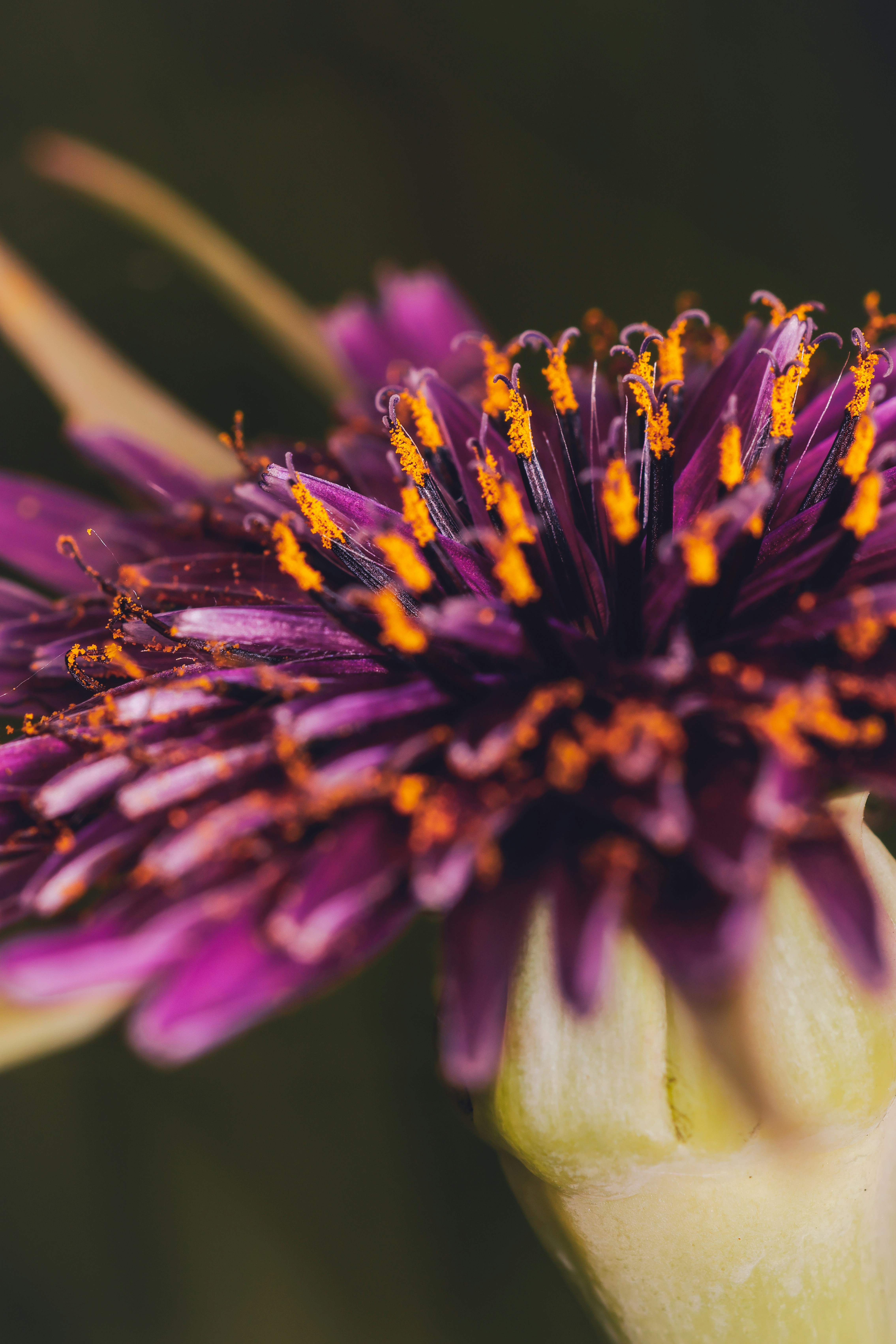 Vibrant purple flower shows its pollen. photo – Free Flower Image on ...