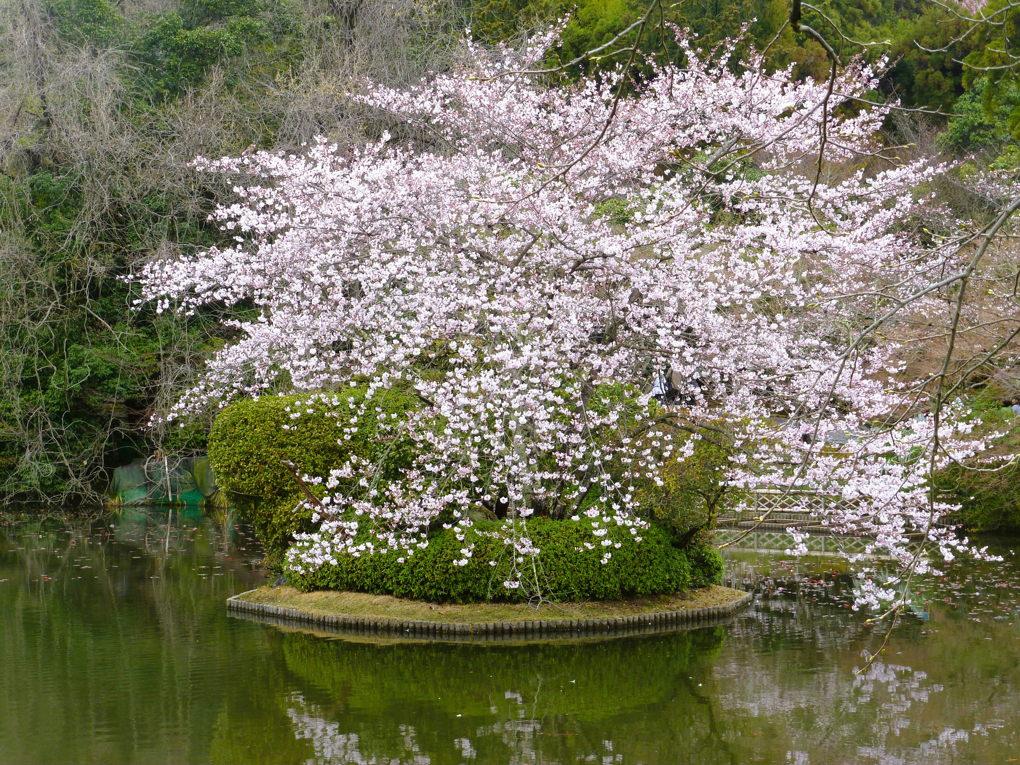Cherry blossoms bloom on a small island.