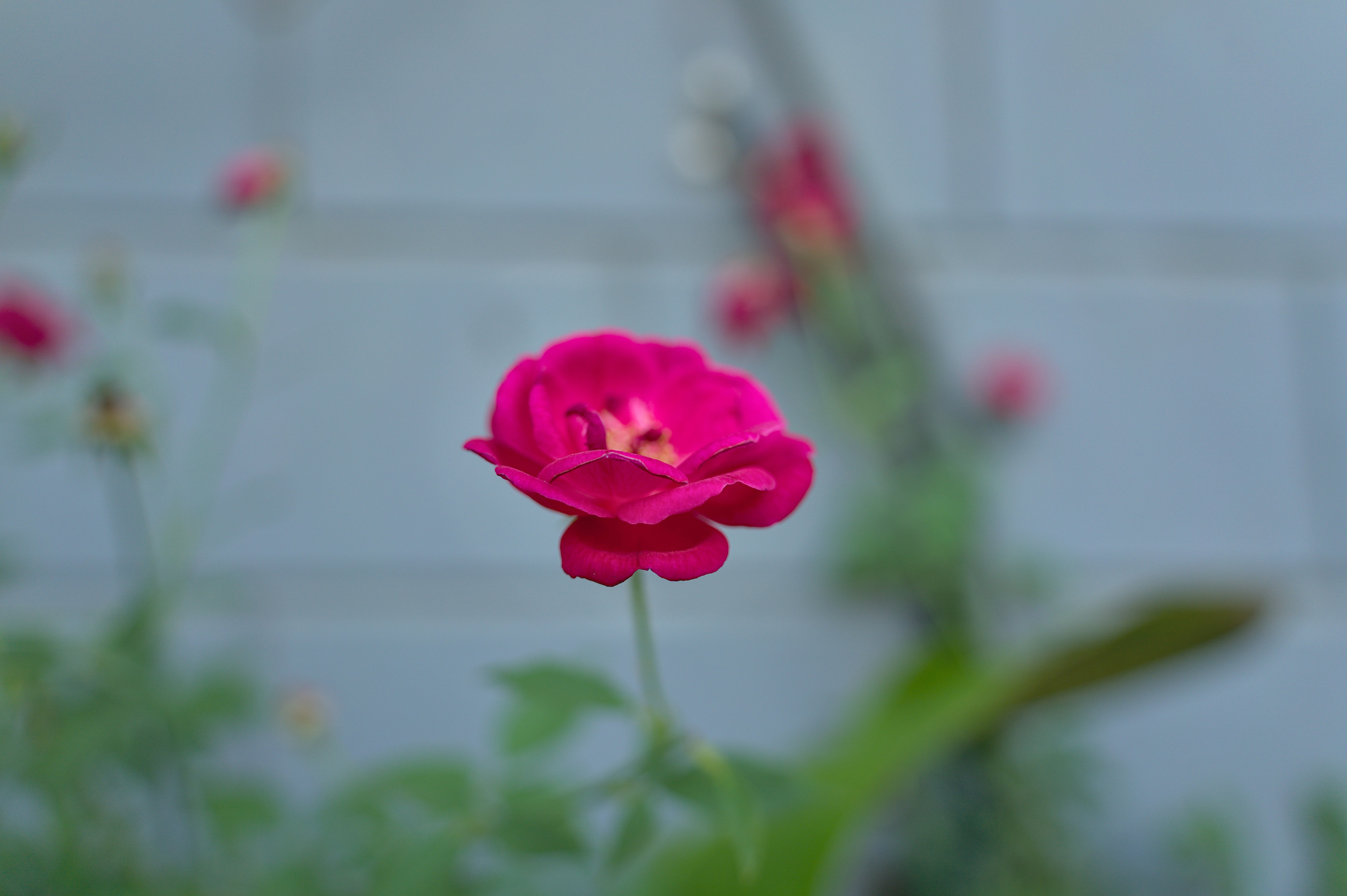 A vibrant red rose blooms in the sunlight. photo – Free Flower Image on ...