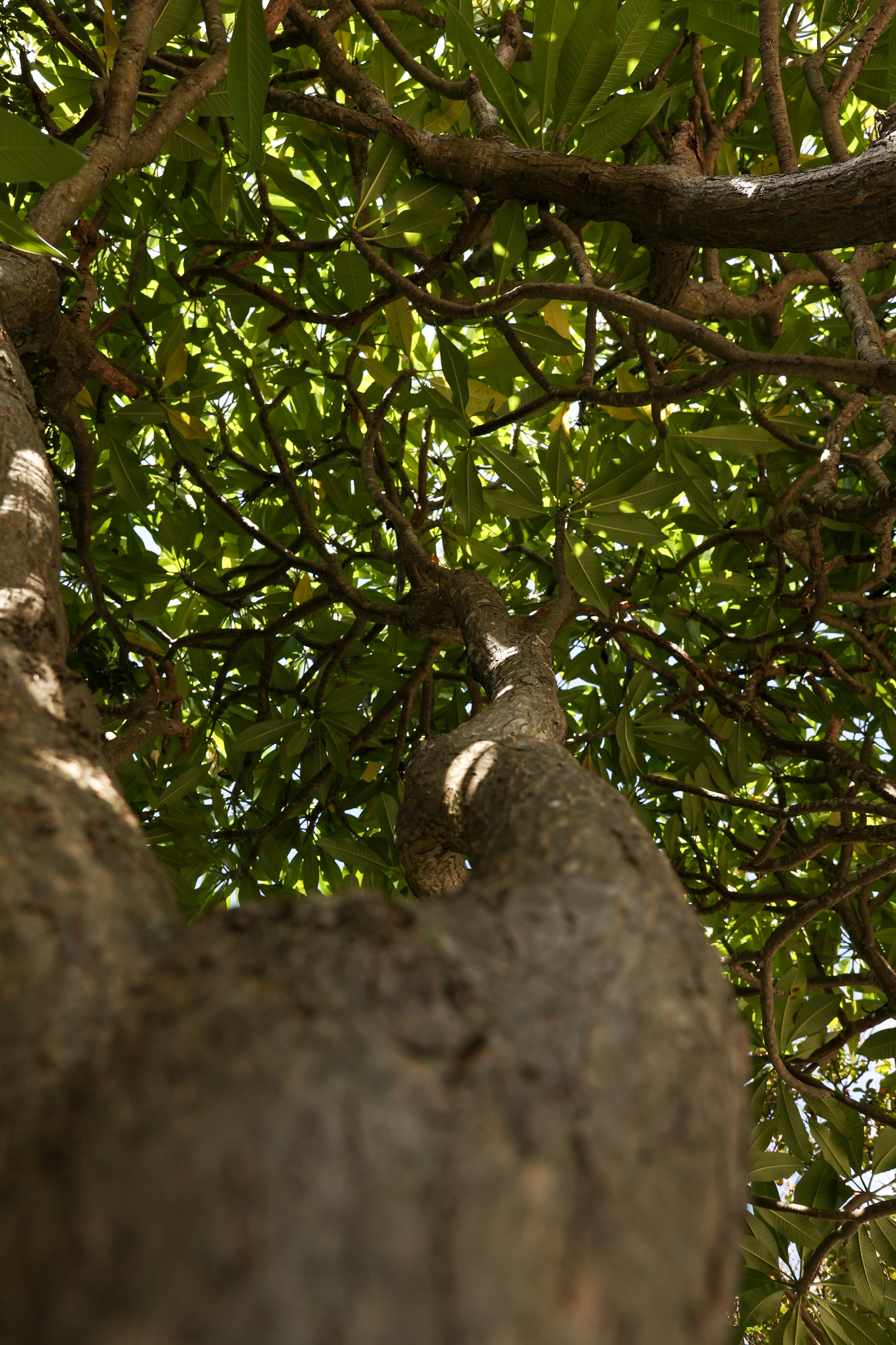 Looking up through the dense canopy of a tree, sunlight filters through the vibrant green leaves, creating a serene atmosphere.