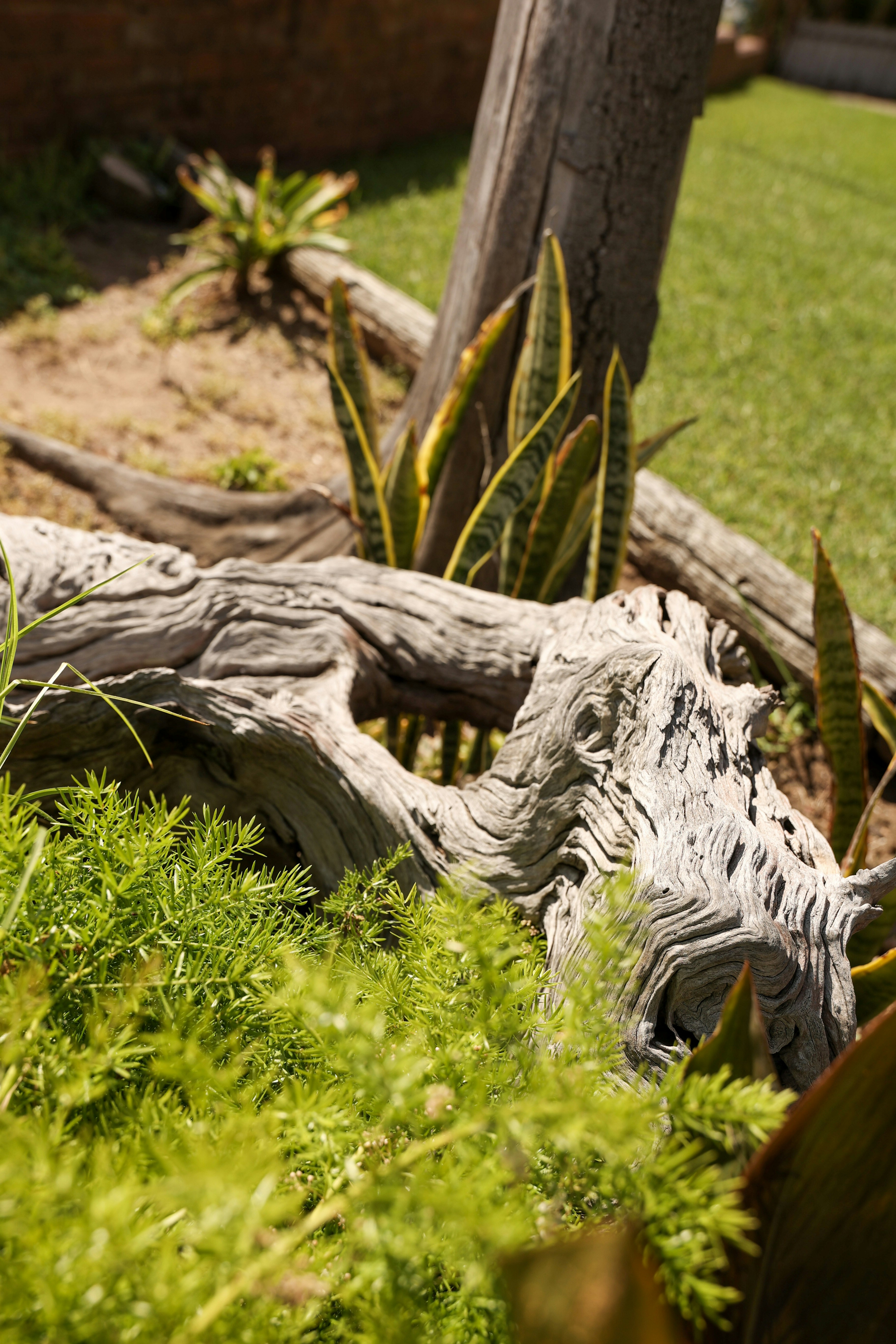 Weathered Driftwood Wrashed by Greenery in a Sunlit Garden