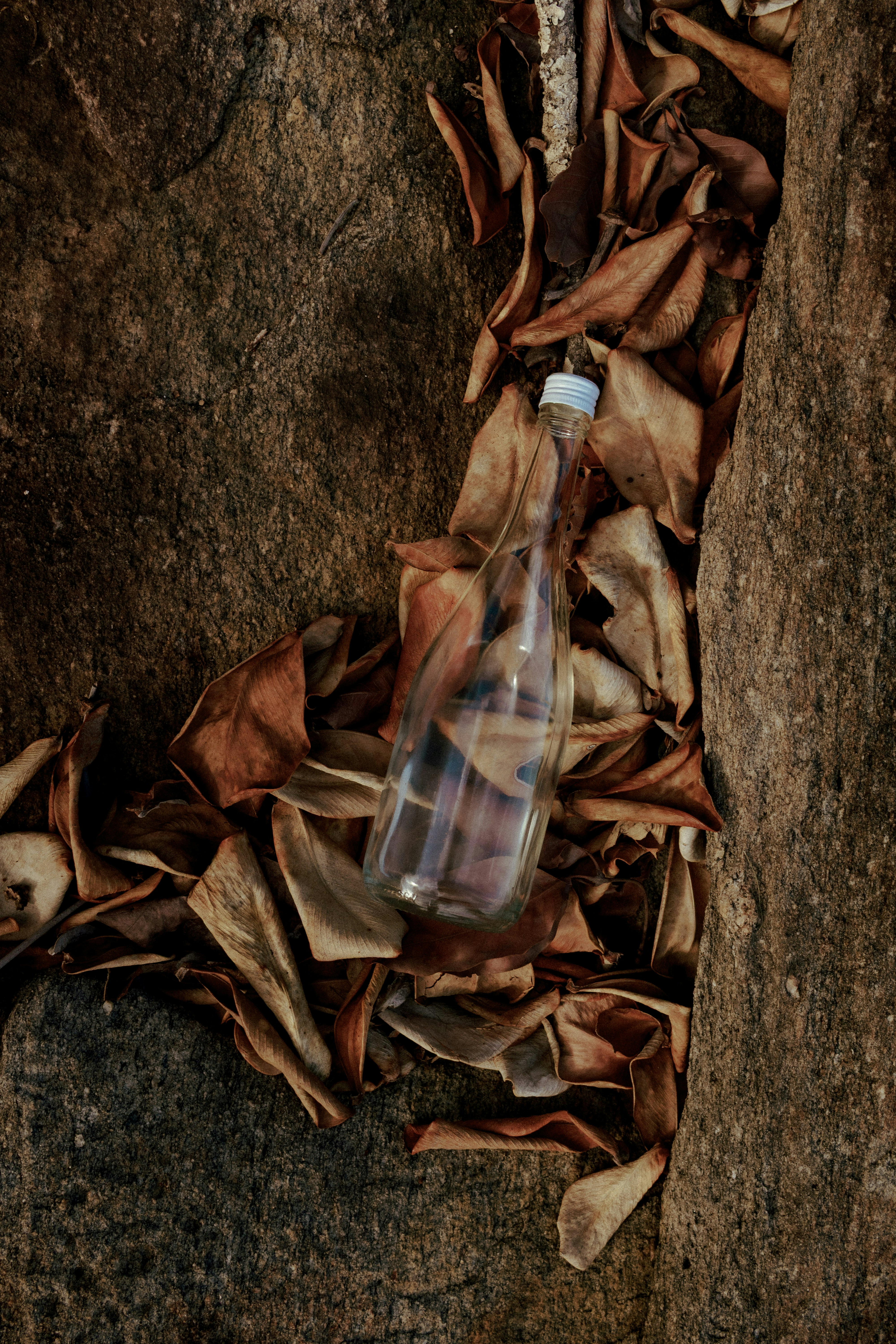 Clear Bottle Framed by Autumn Leaves in a Narrow Crevice
