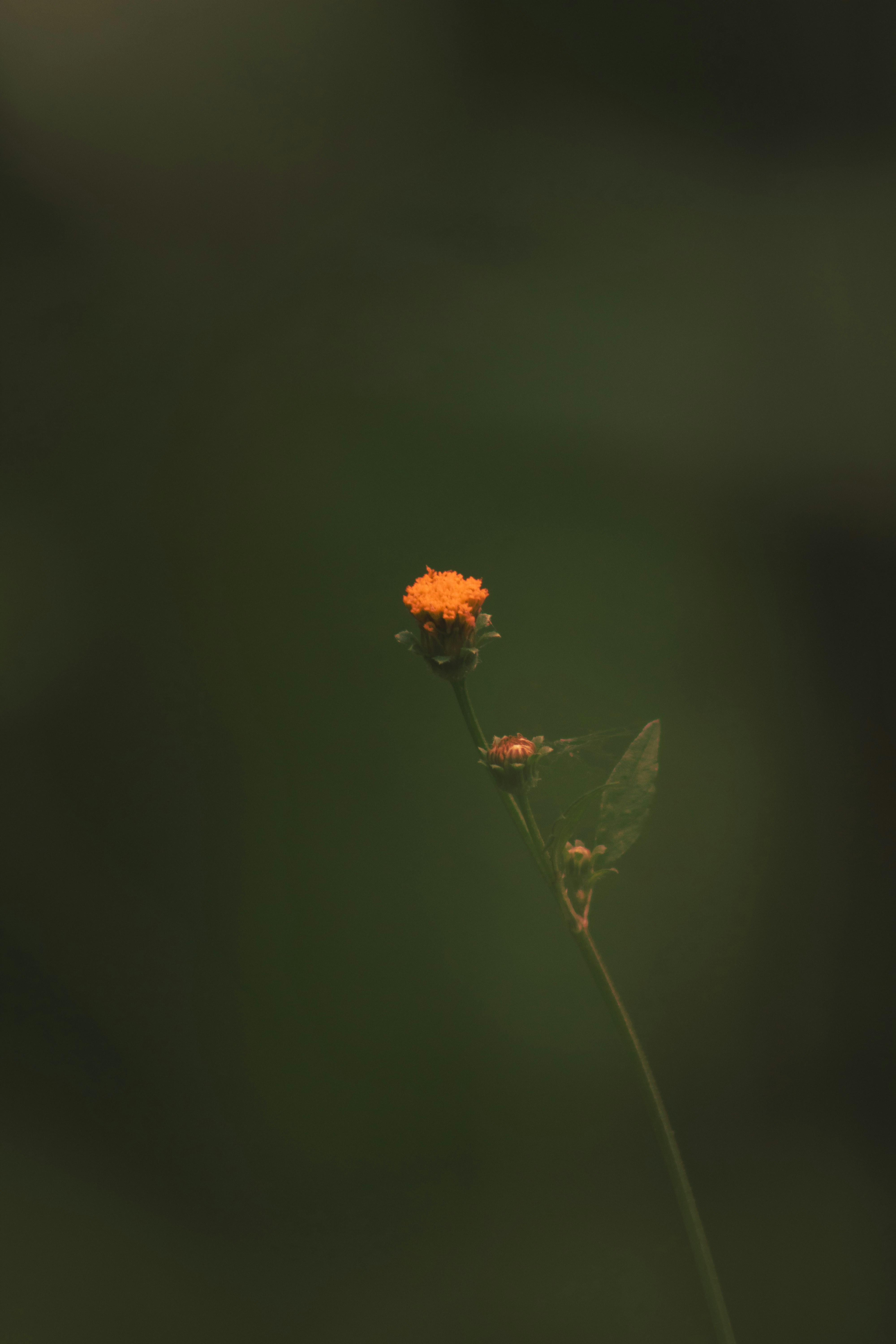 A single orange flower blooms against green.