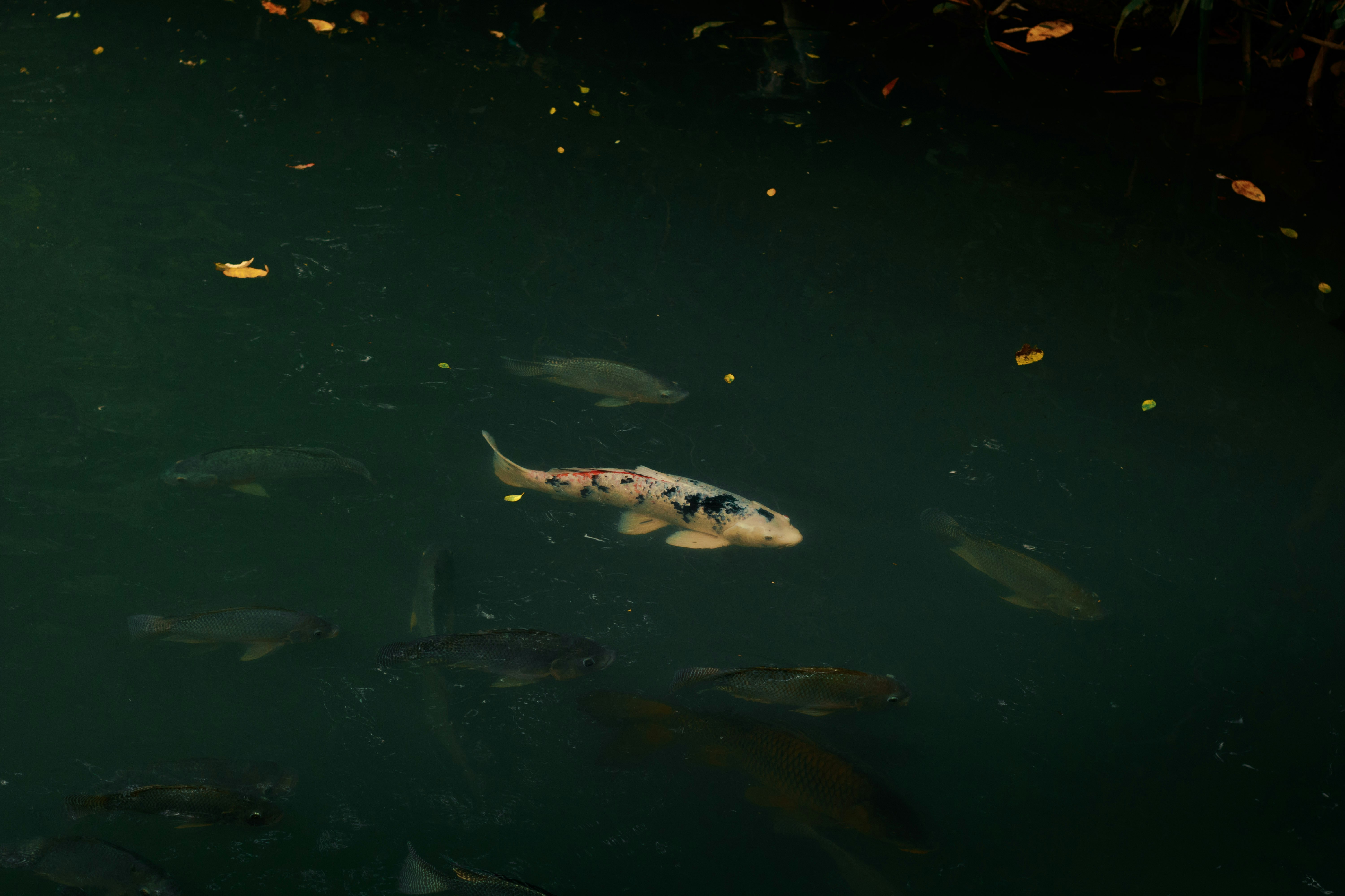 Solitary white koi gliding through a shadowed, leaf-dotted pond
