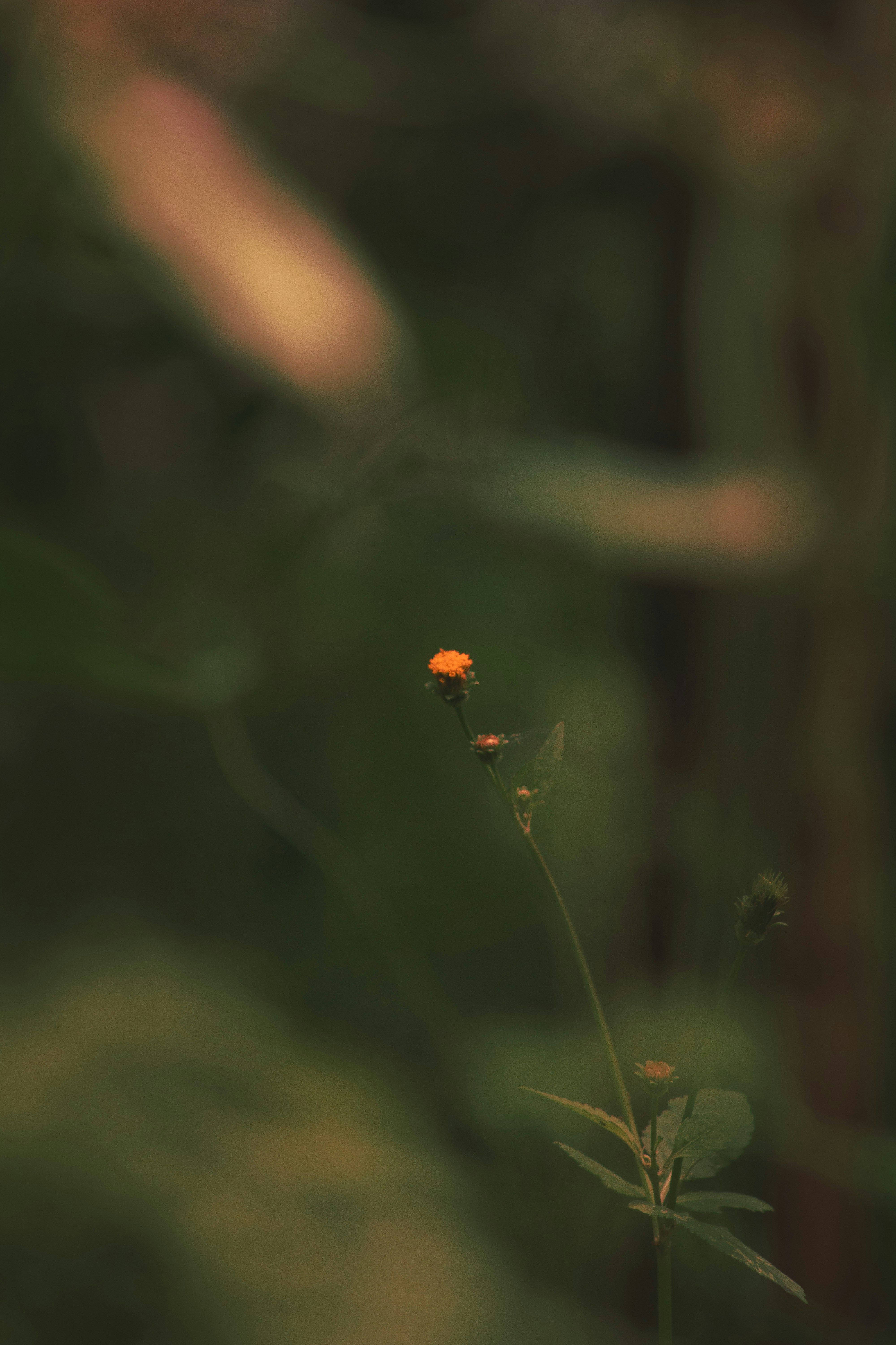 A tiny yellow flower reaches for the light.