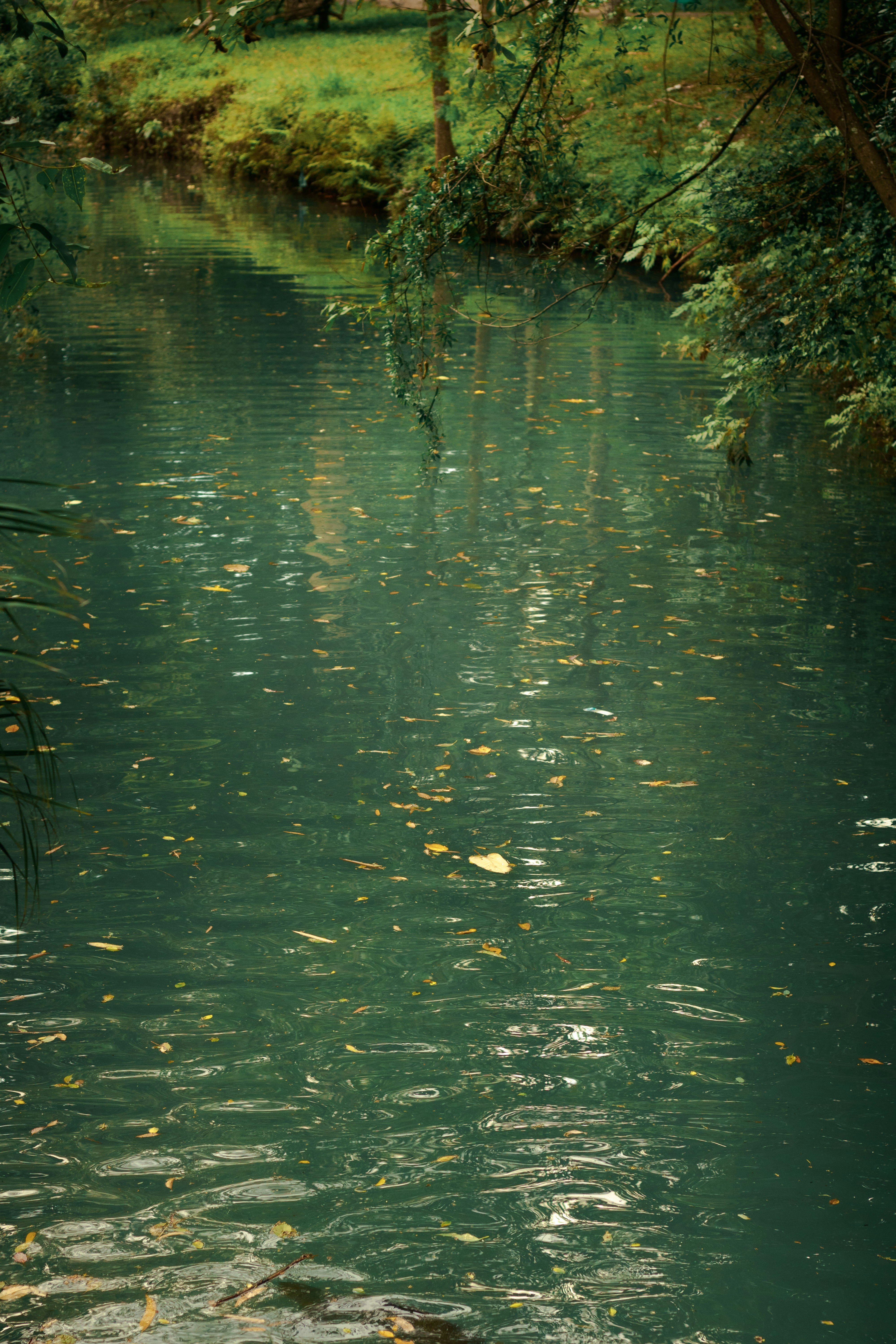Calm river reflecting the lush surroundings, dotted with fallen leaves. The serene atmosphere invites contemplation.