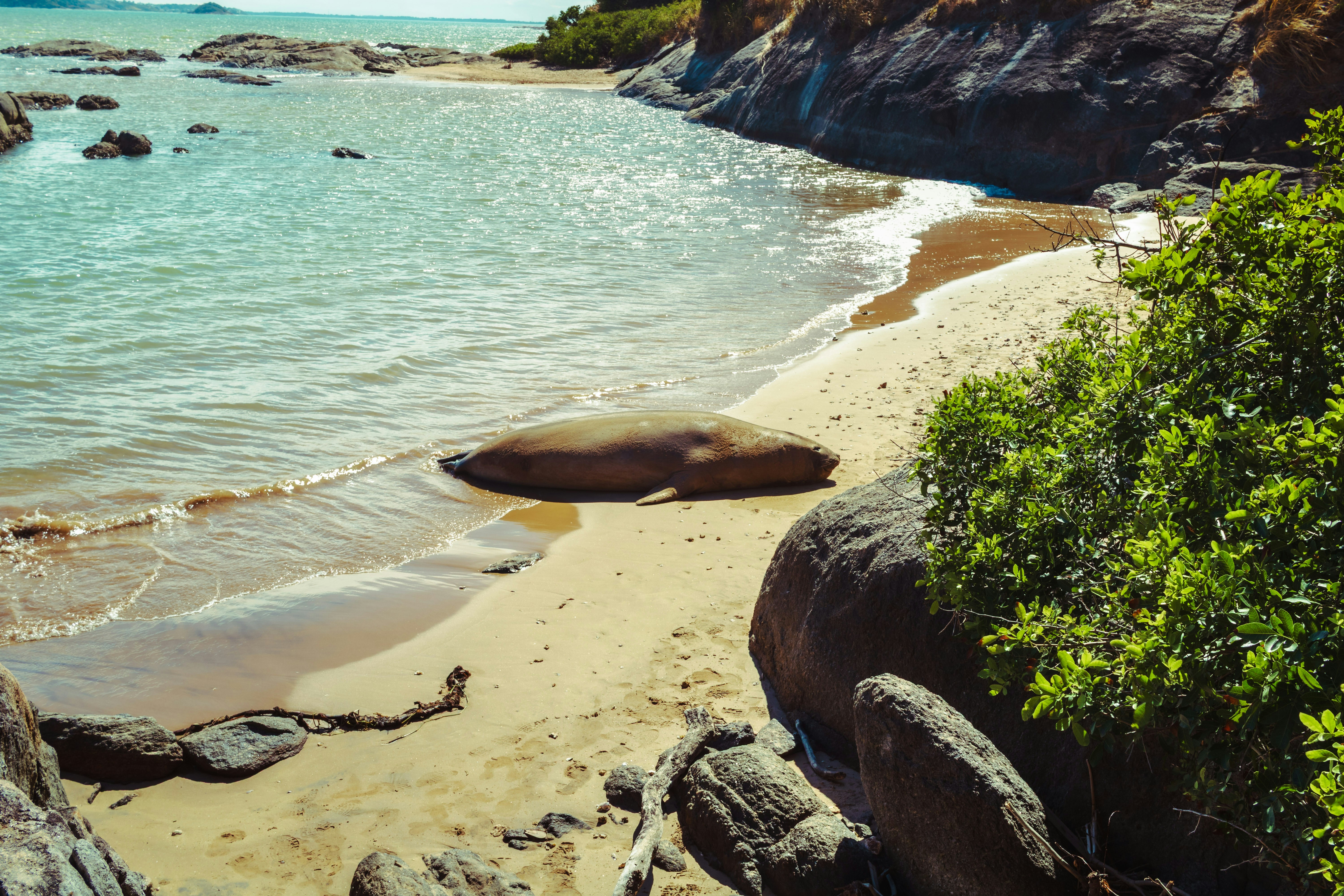 Seal at Sunlit Shore: a Quiet Moment Among Turquoise Water and Weathered Rocks