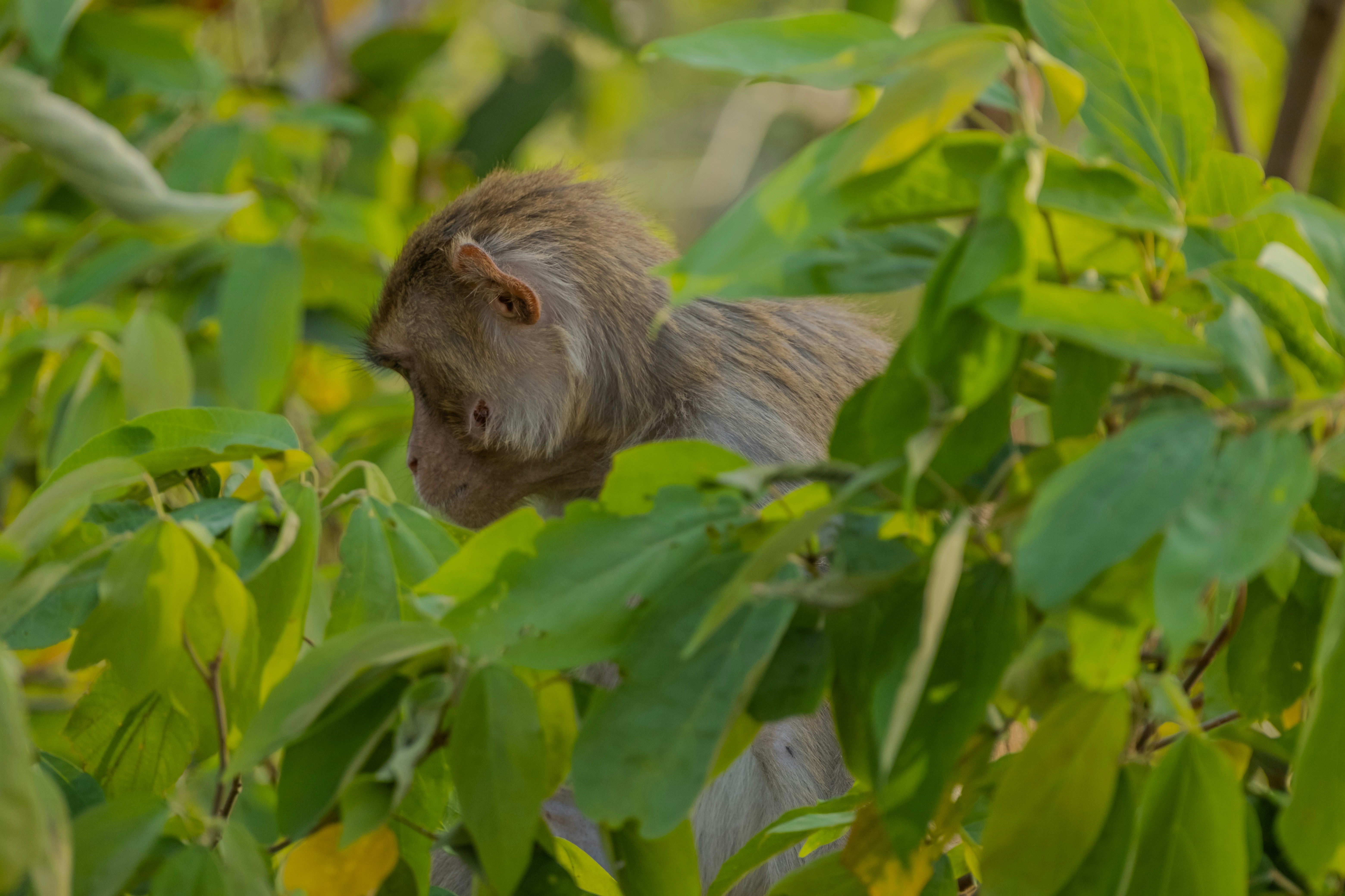 Curious in the Canopy: A Monkey Among Green Veils