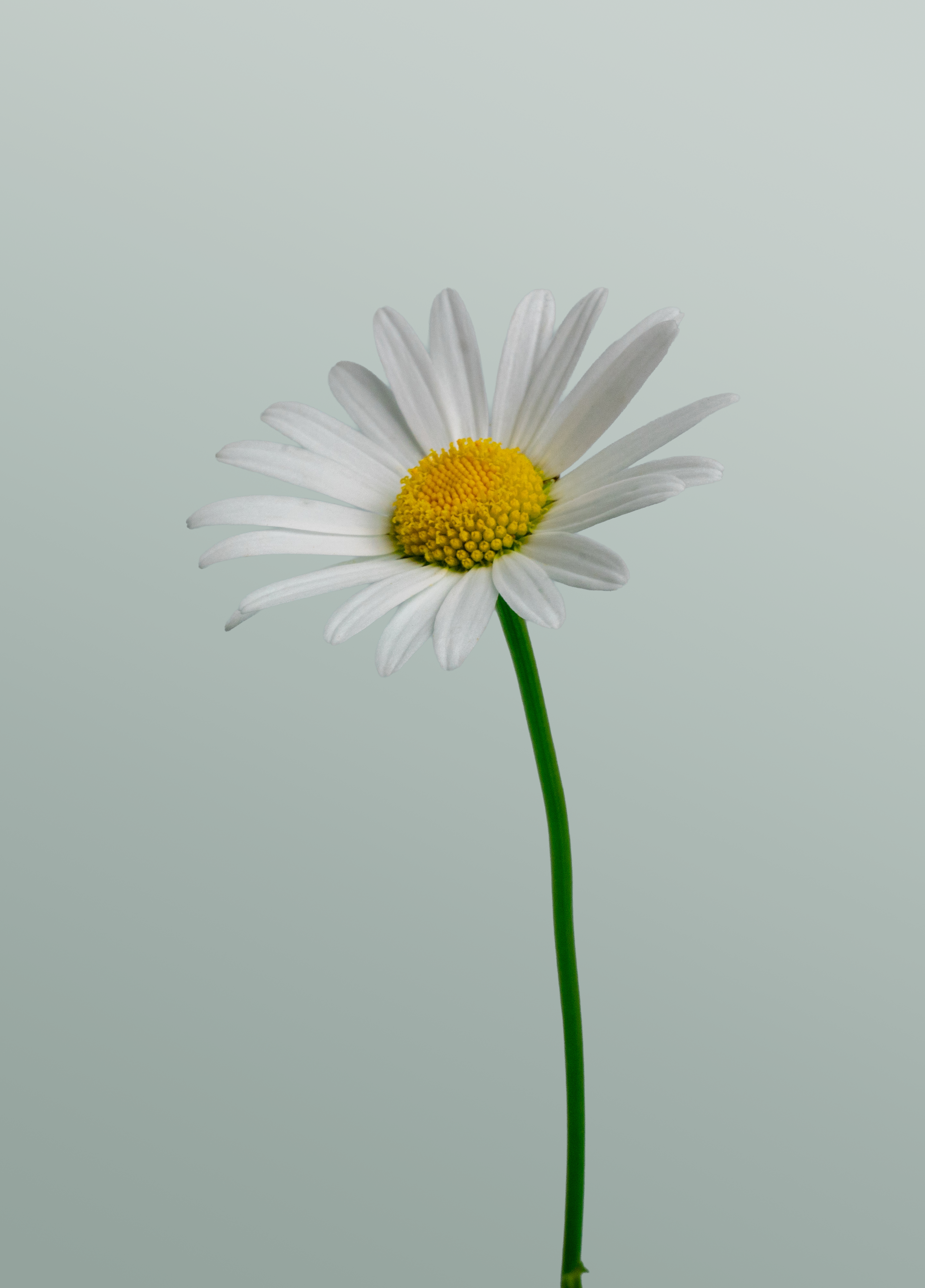 A single daisy stands tall against a light background. photo – Free ...