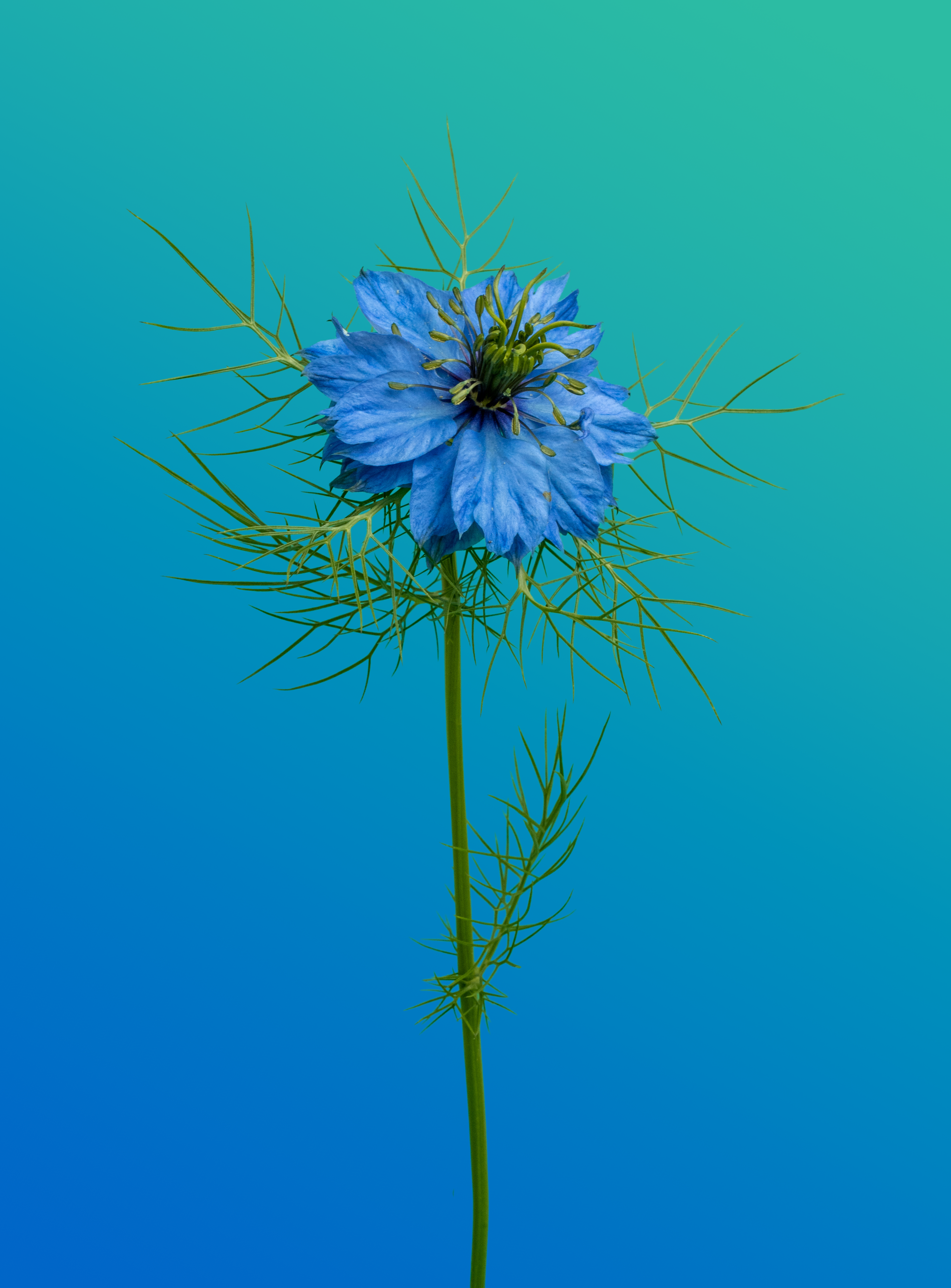 A beautiful blue flower stands alone. photo – Free Soft lighting Image ...