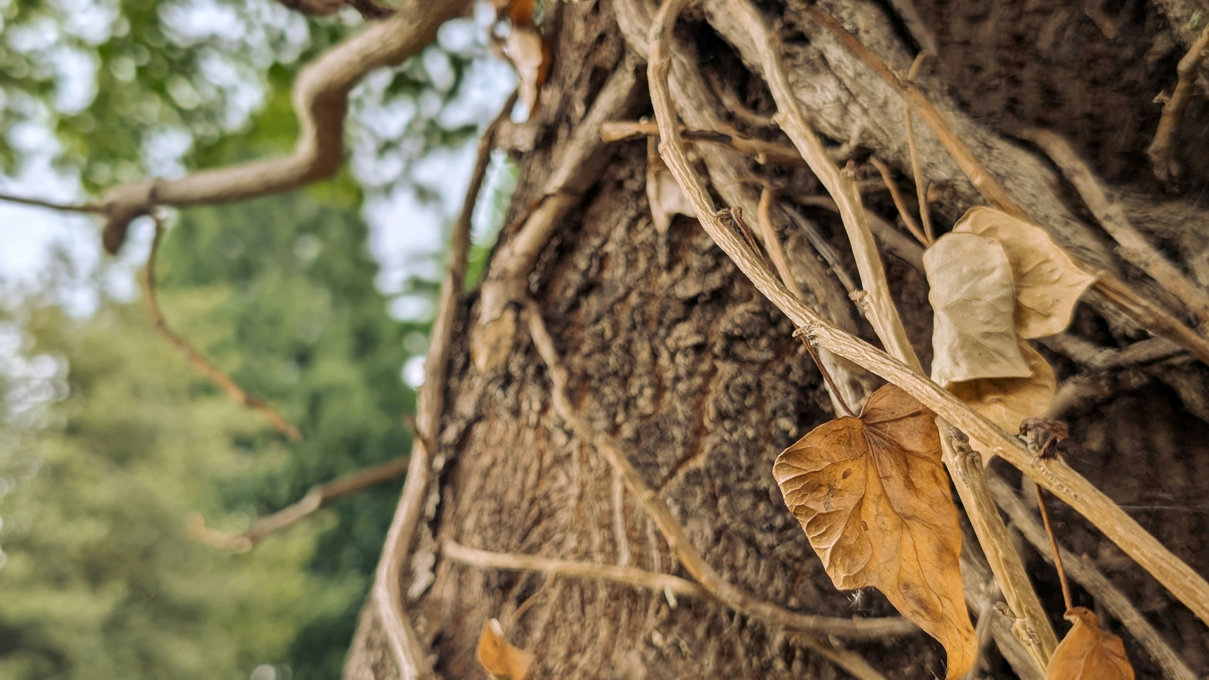 Nature's Embrace: The Dance of Leaves and Bark