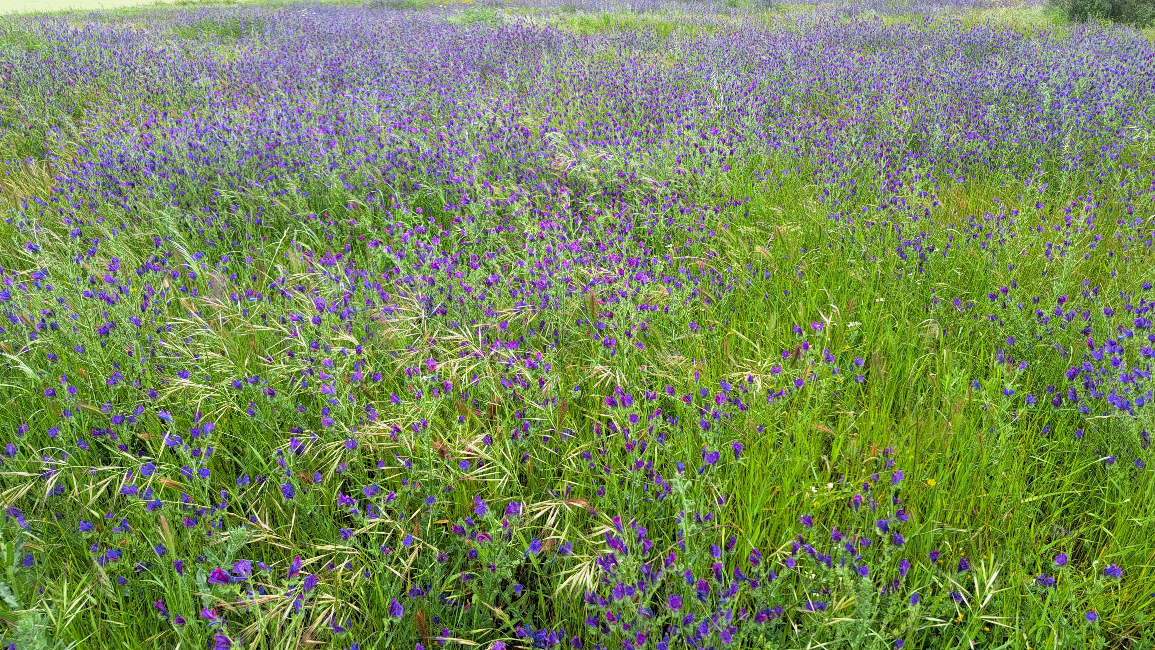 Lavender Waves Across a Quiet Meadow