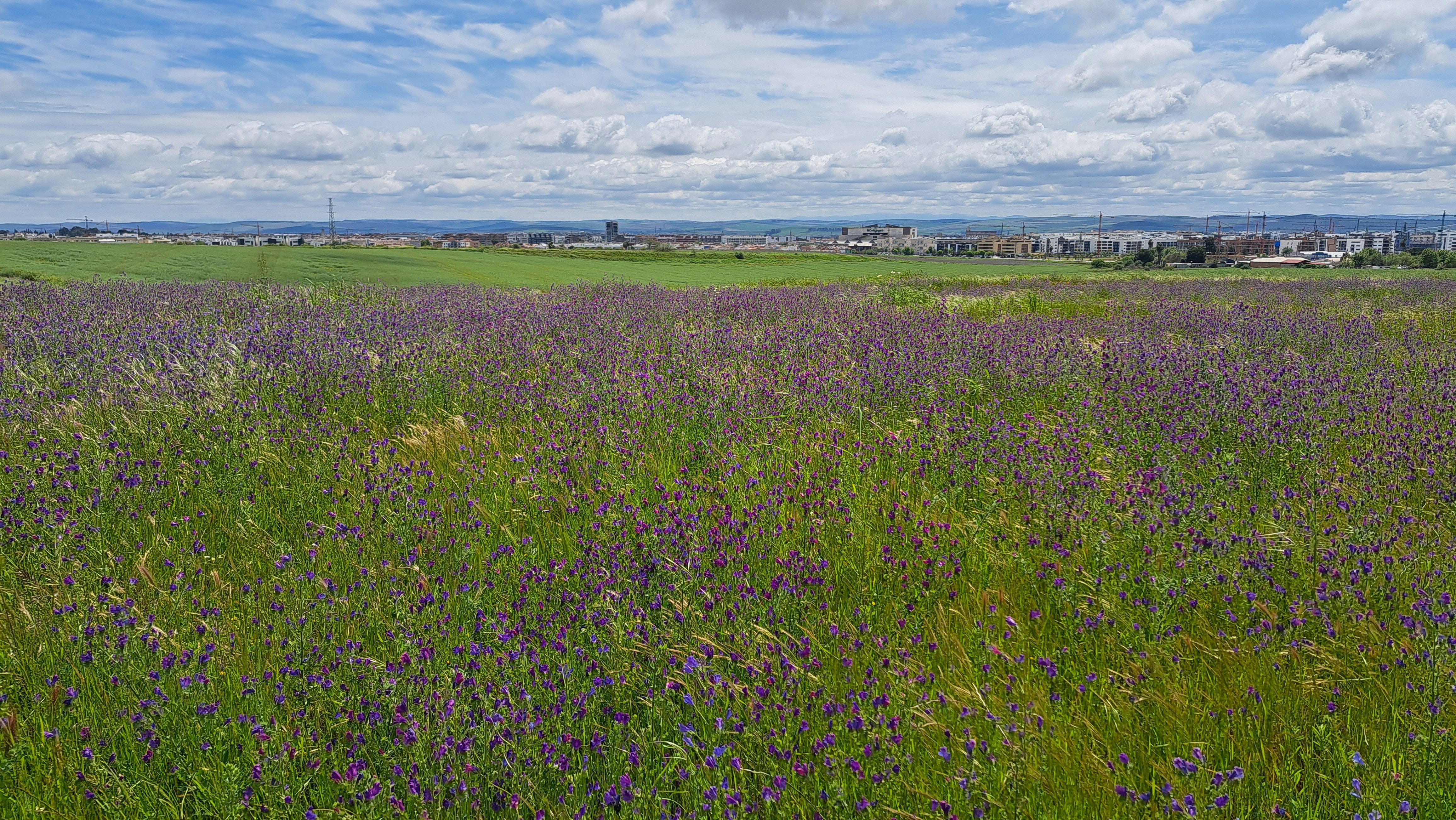 Lavender Field photo shot on Samsung Galaxy A53