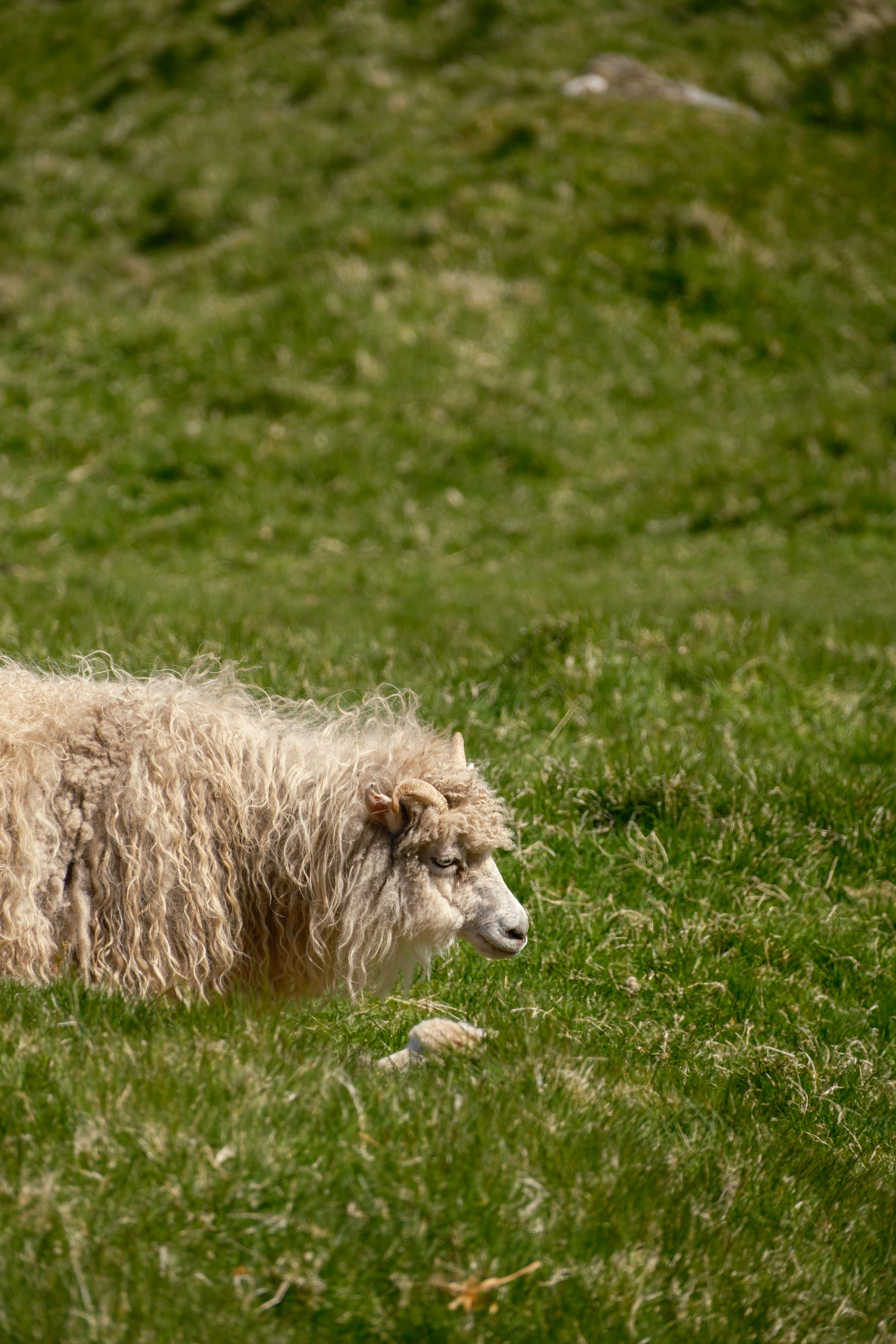 Woolly Wanderer in the Meadow