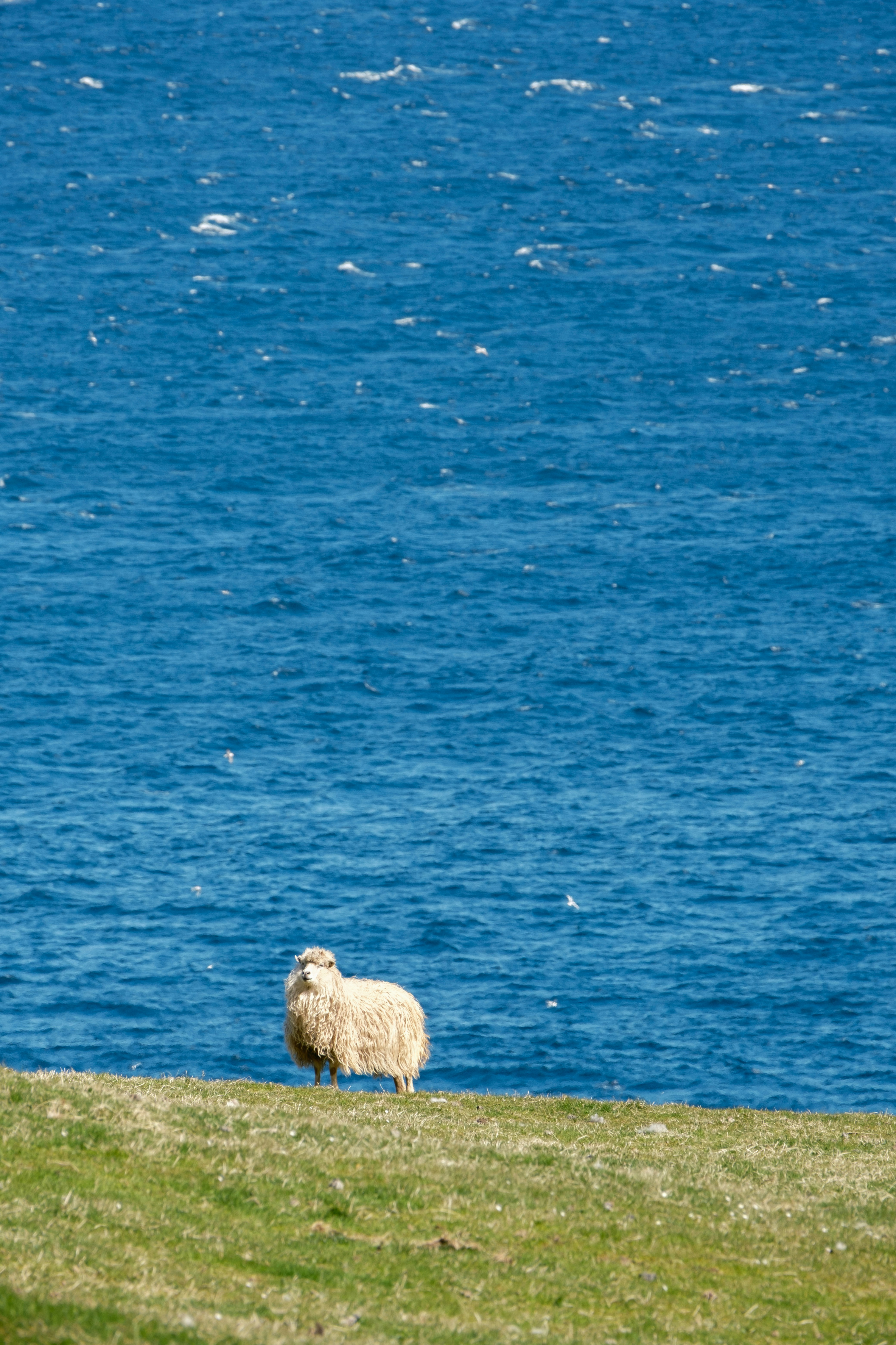 Guardian of the Shoreline