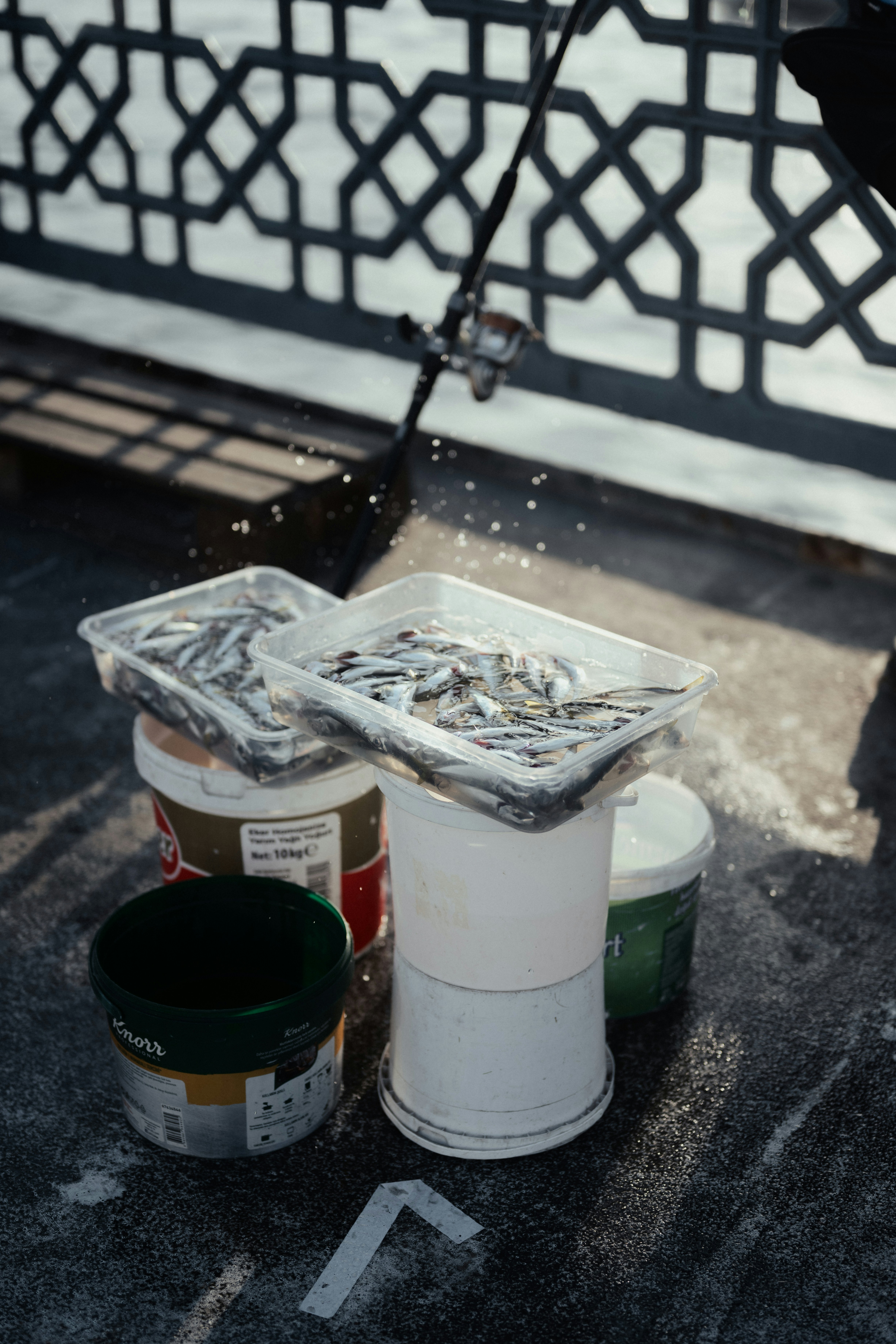 Sunlit Pier Bounty: trays of small fish perched on a white scale against a lattice railing