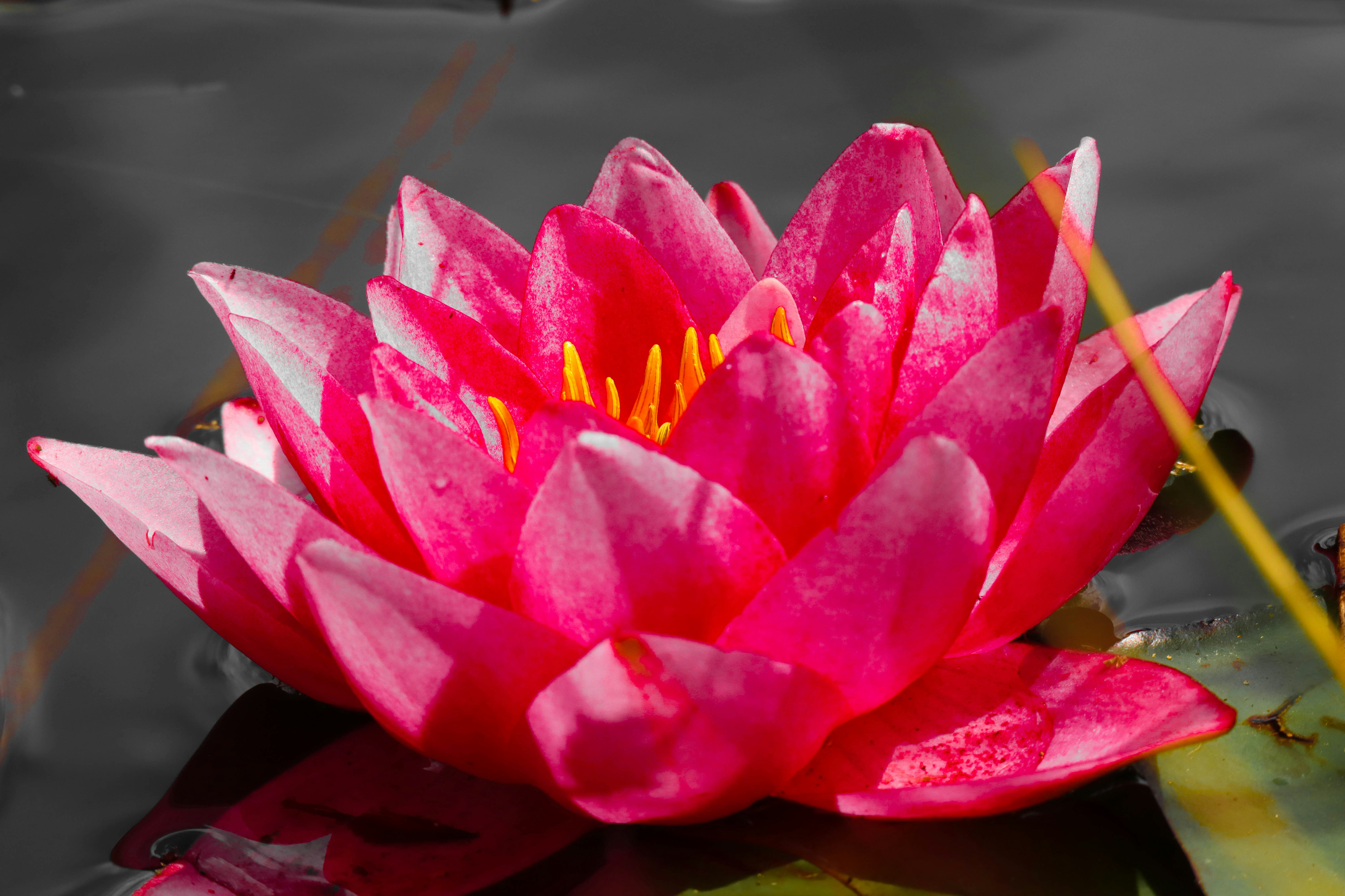 Blossom of Serenity: The Water Lily's Embrace
