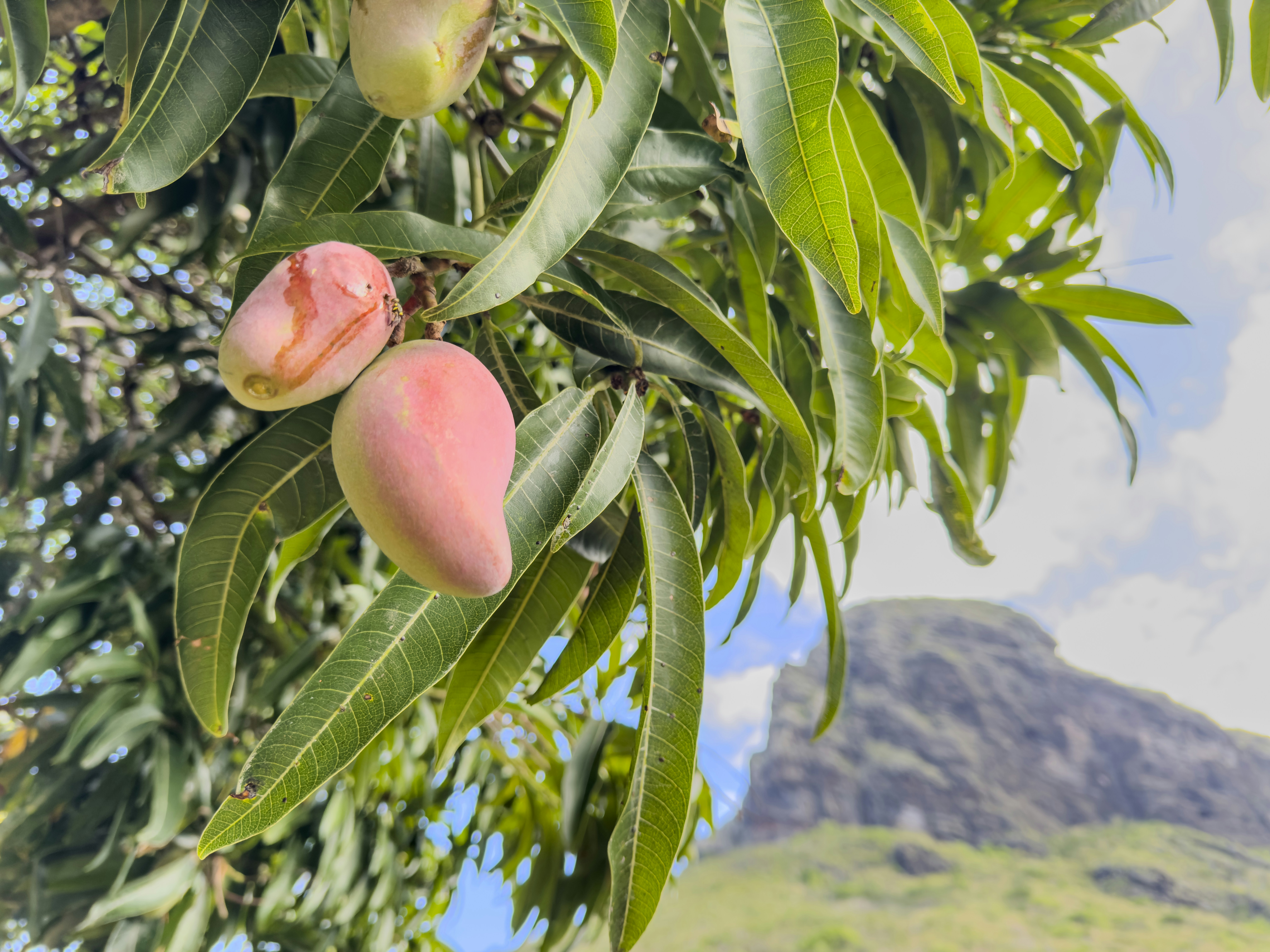 Ripe mangoes hanging from a tree. photo – Free Wallpaper Image on Unsplash