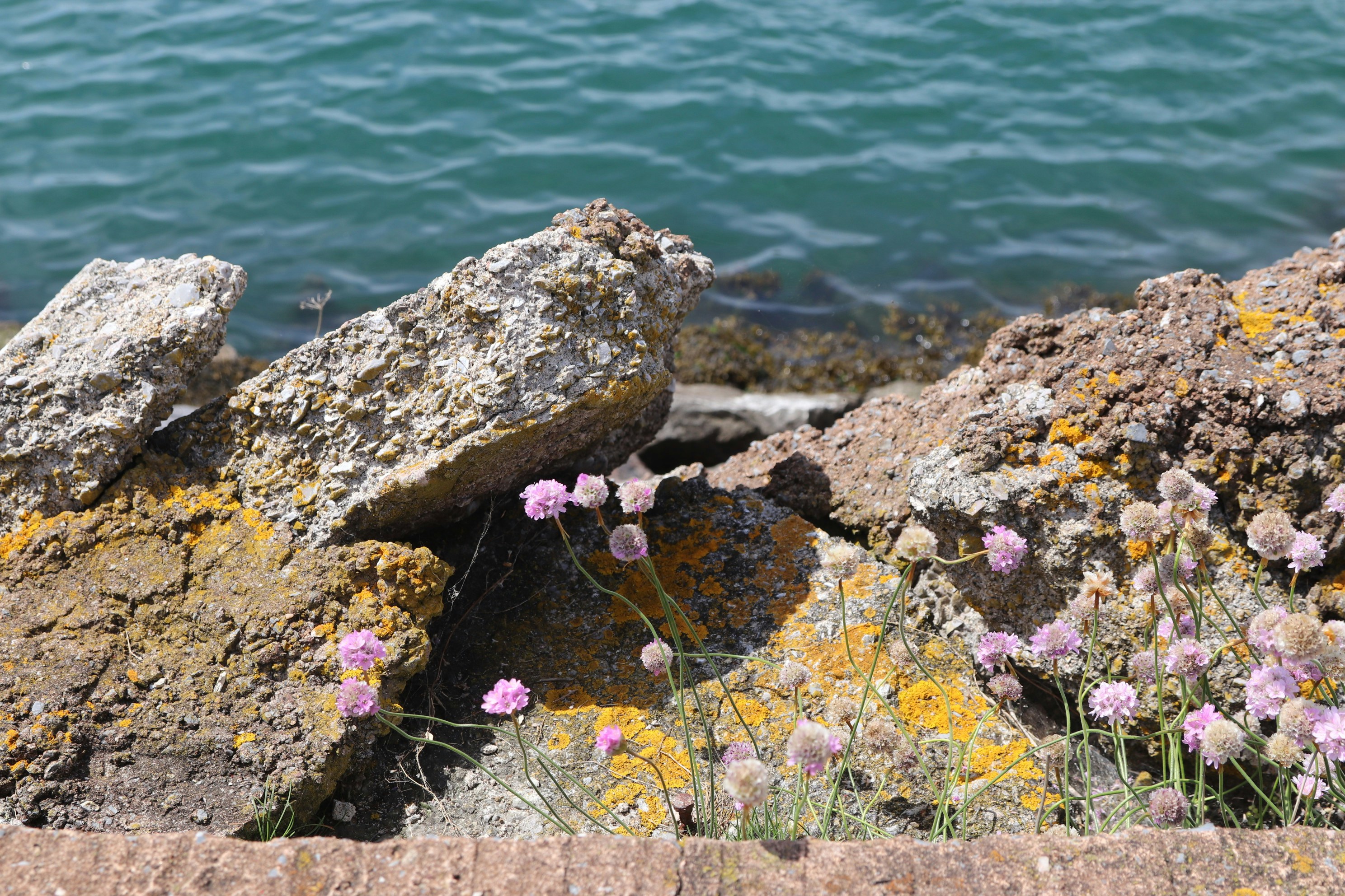 Photo by Tanya Barrow with Canon EOS 77D