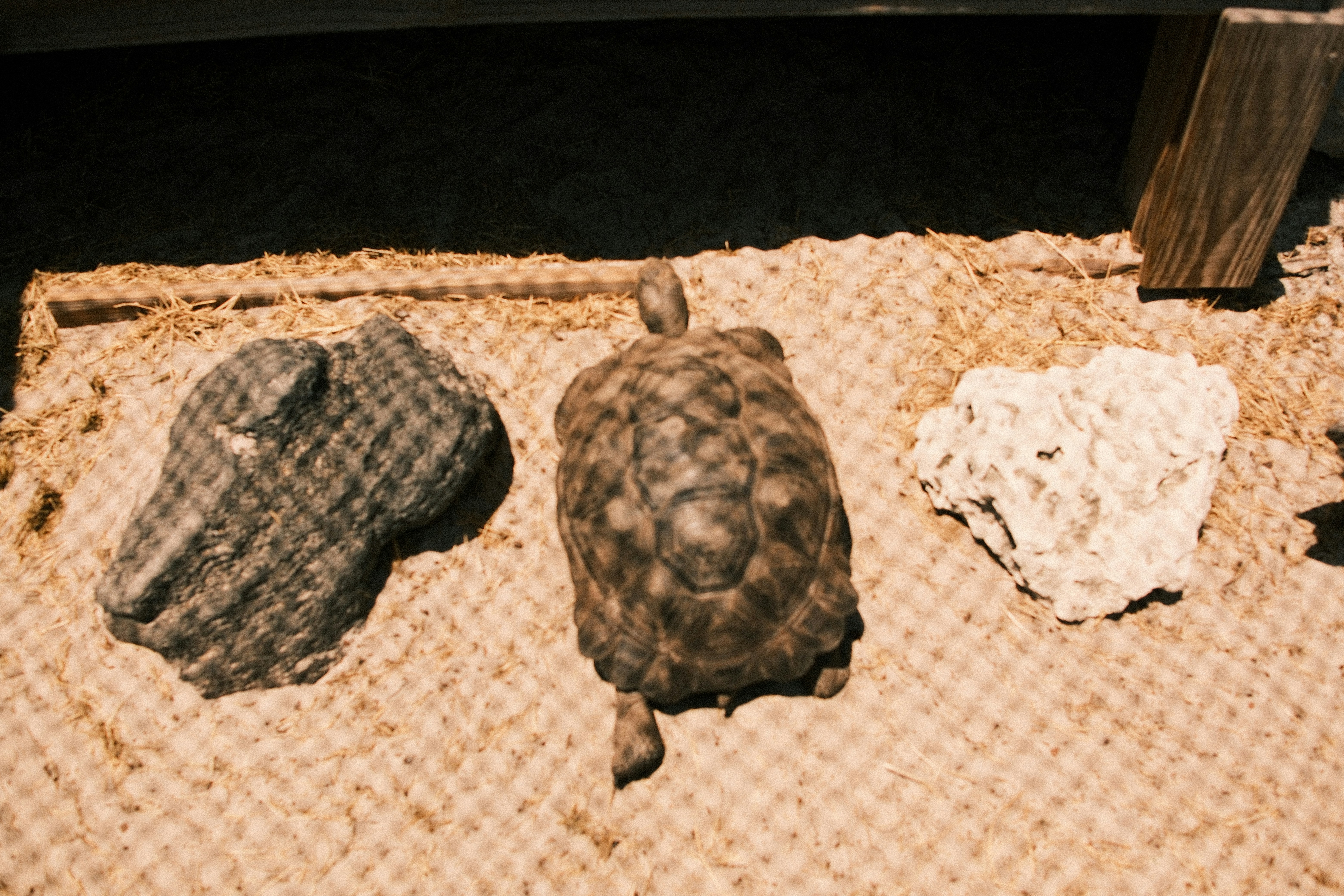 A turtle, rocks, and sand form an interesting arrangement. photo – Free ...