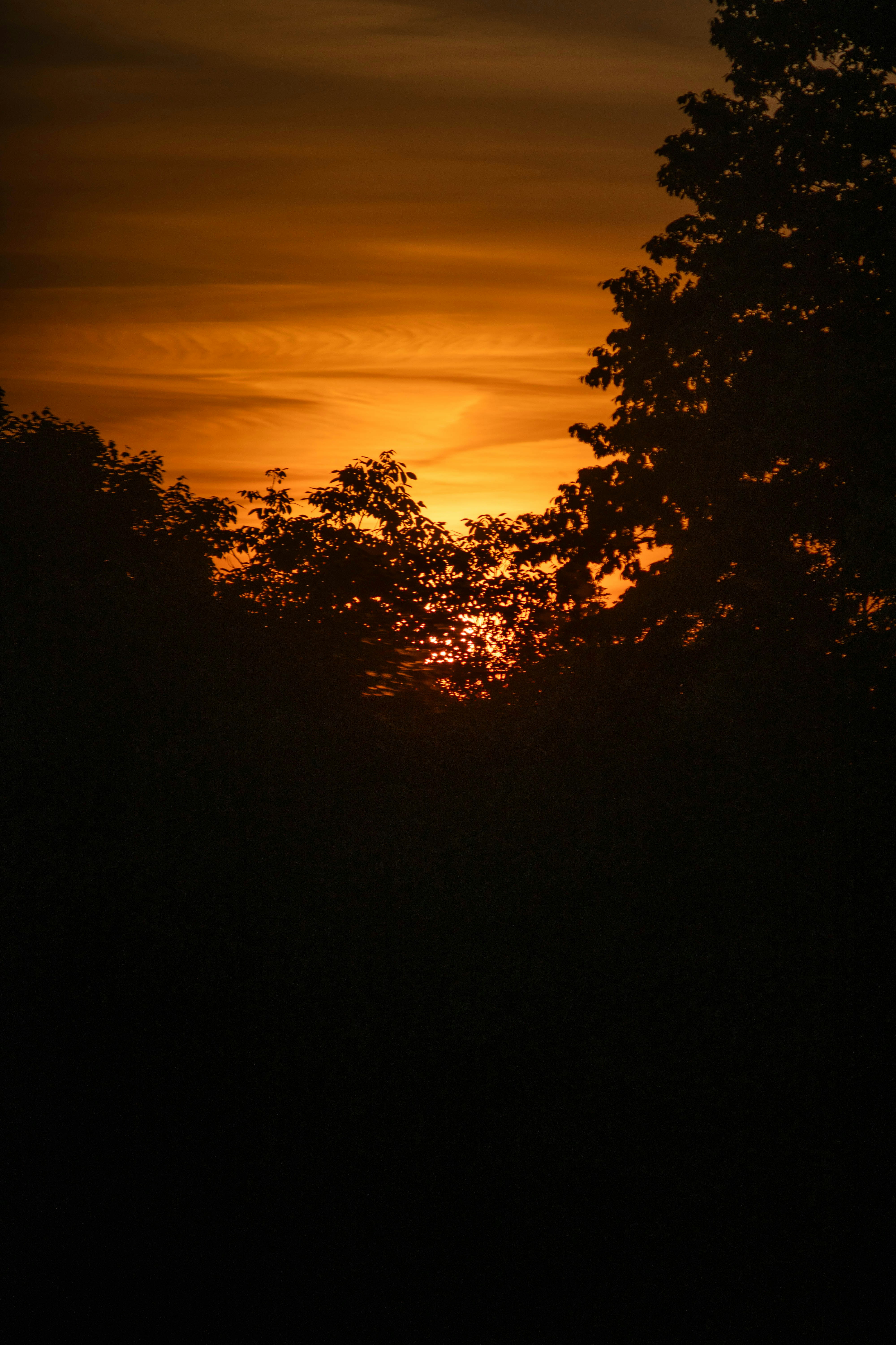 Sunset silhouettes trees with golden light.