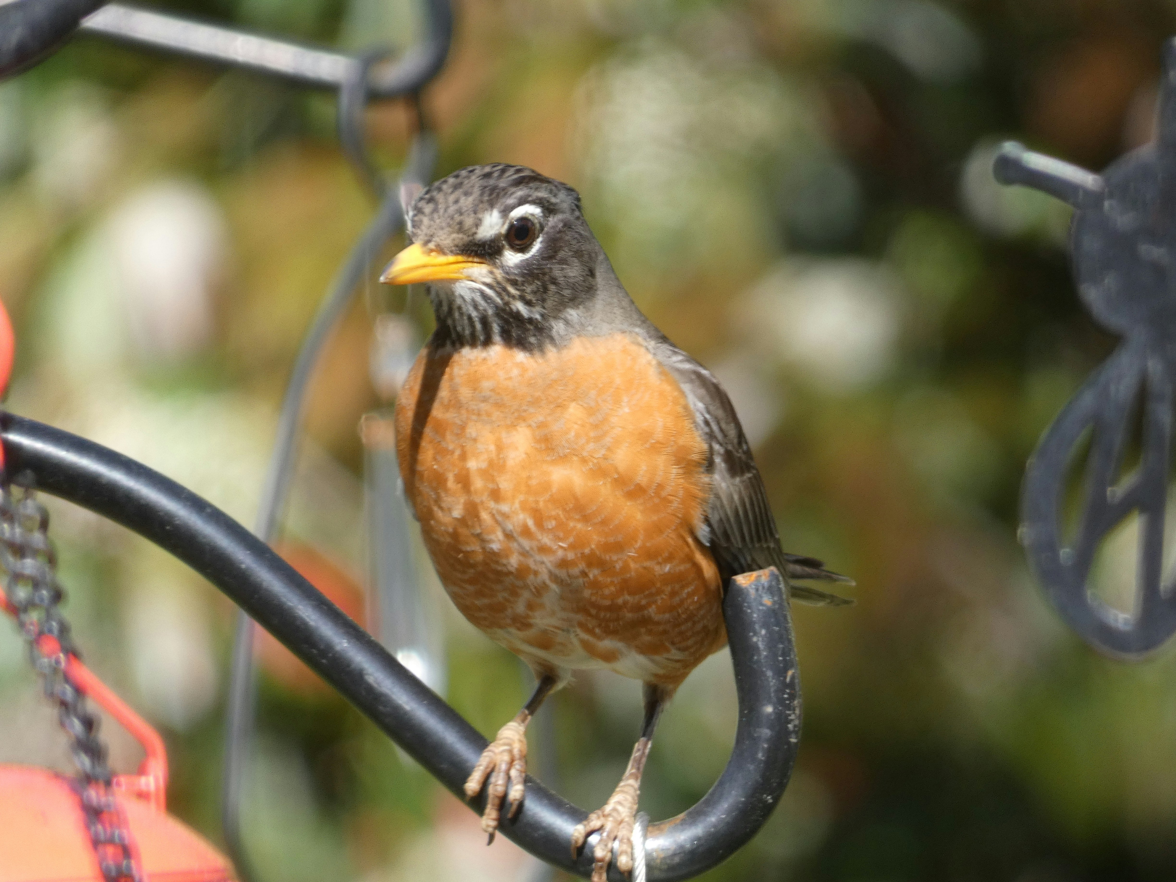 Robin on a Curved Iron Bar in Dappled Garden Light