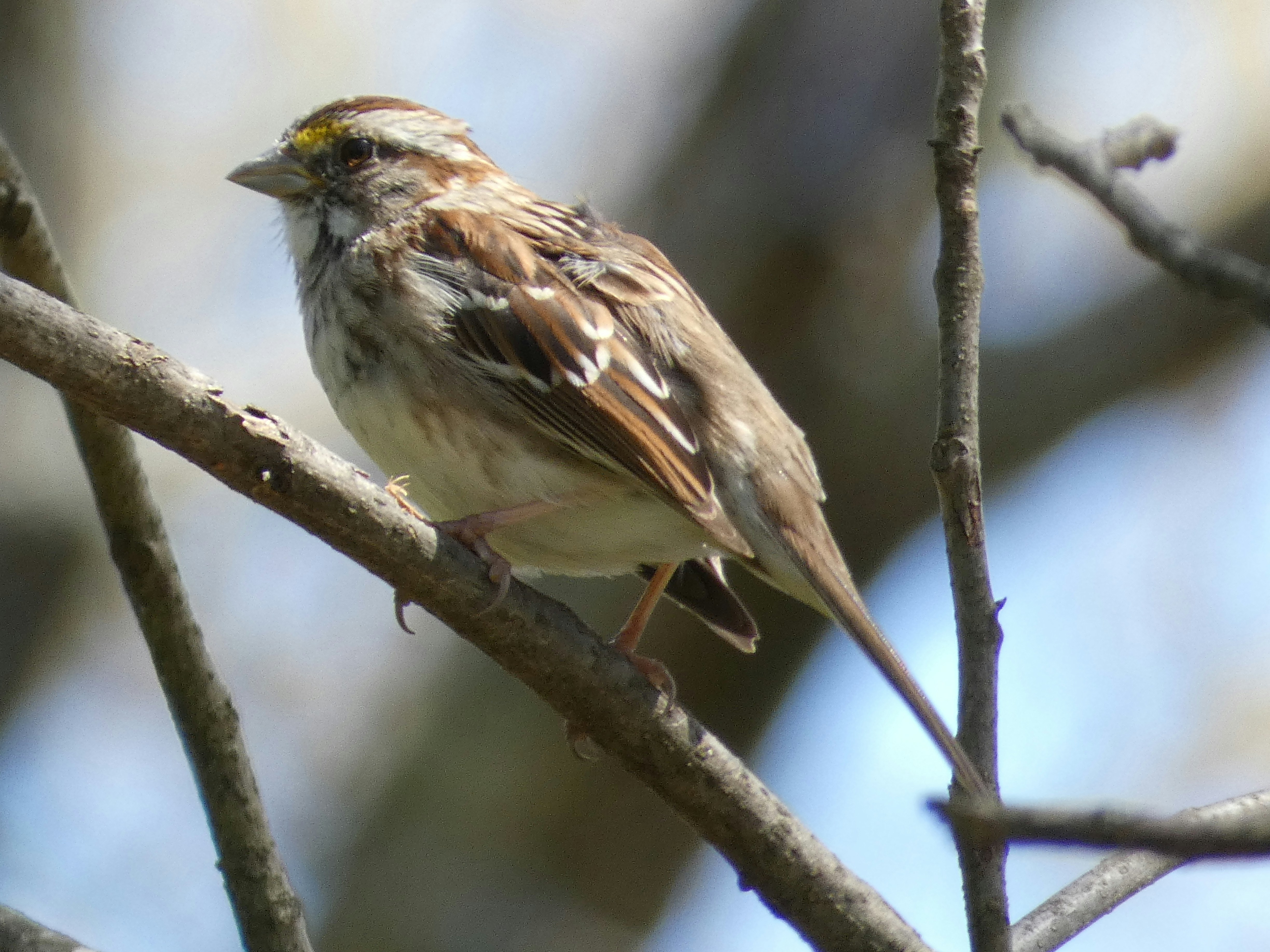 Photo by Misty Ladd with Panasonic Lumix FZ80