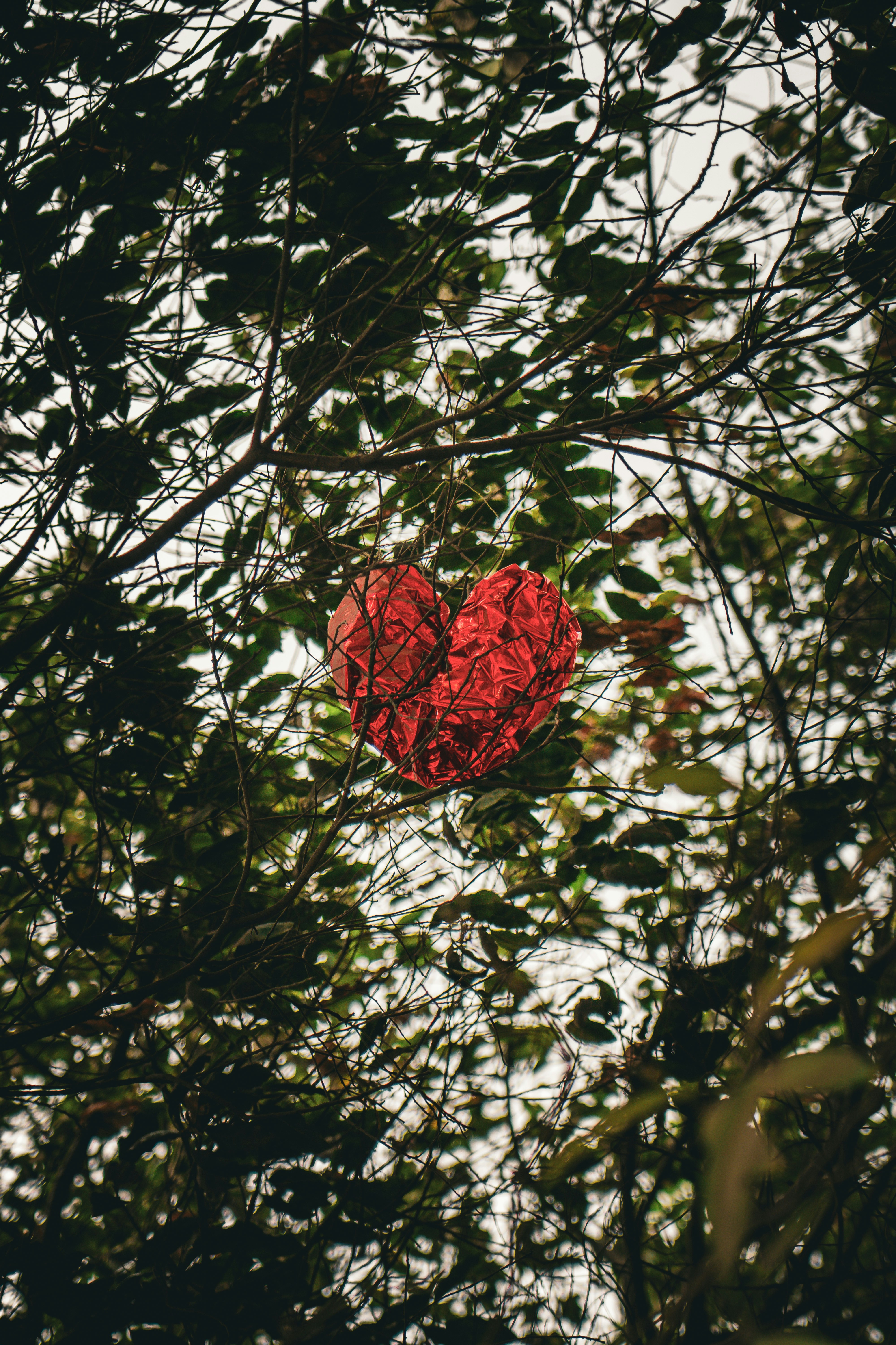 Nature's Affection: A Heart Among the Leaves