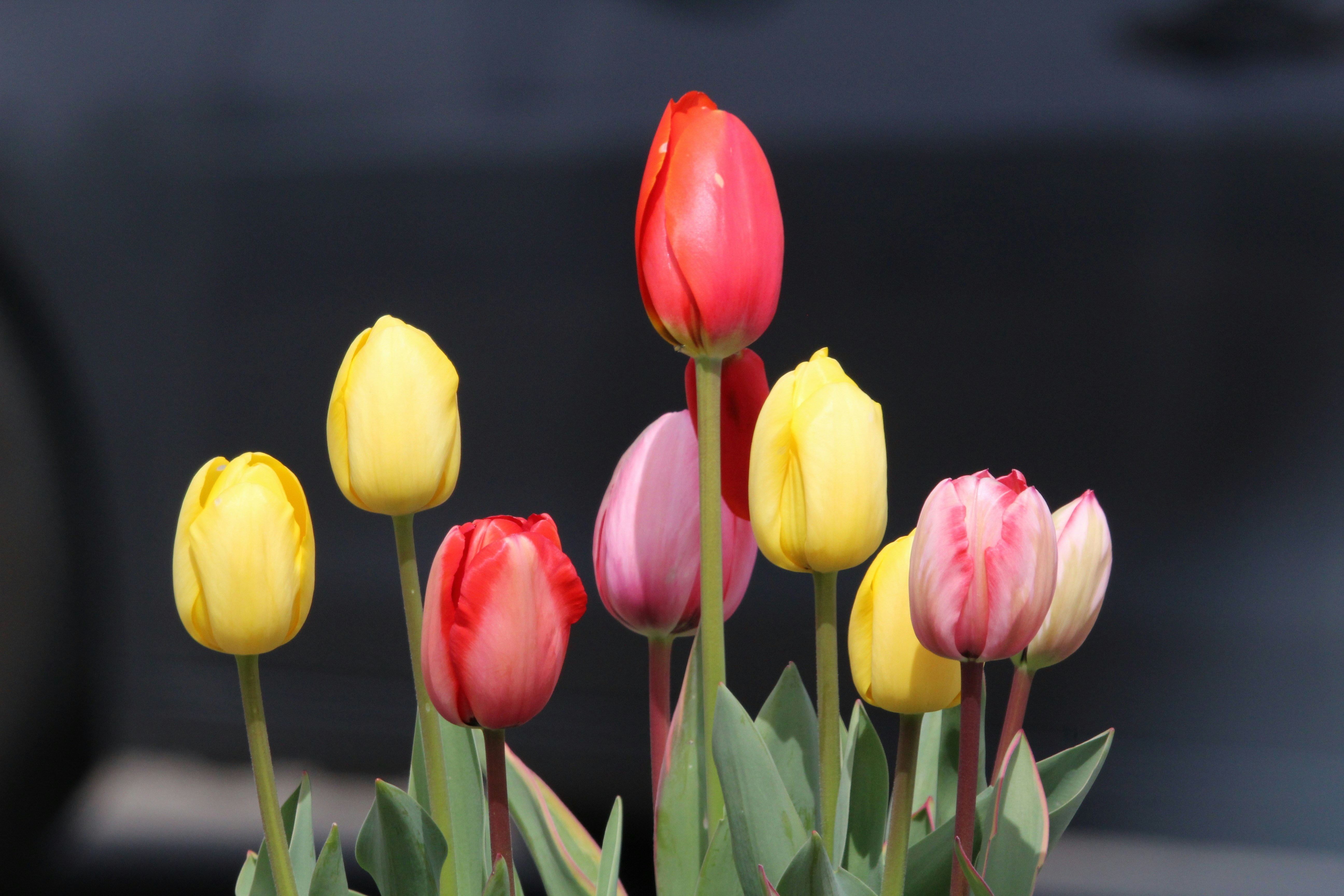 Crimson Tulip Leads a Quiet Parade of Spring Colors