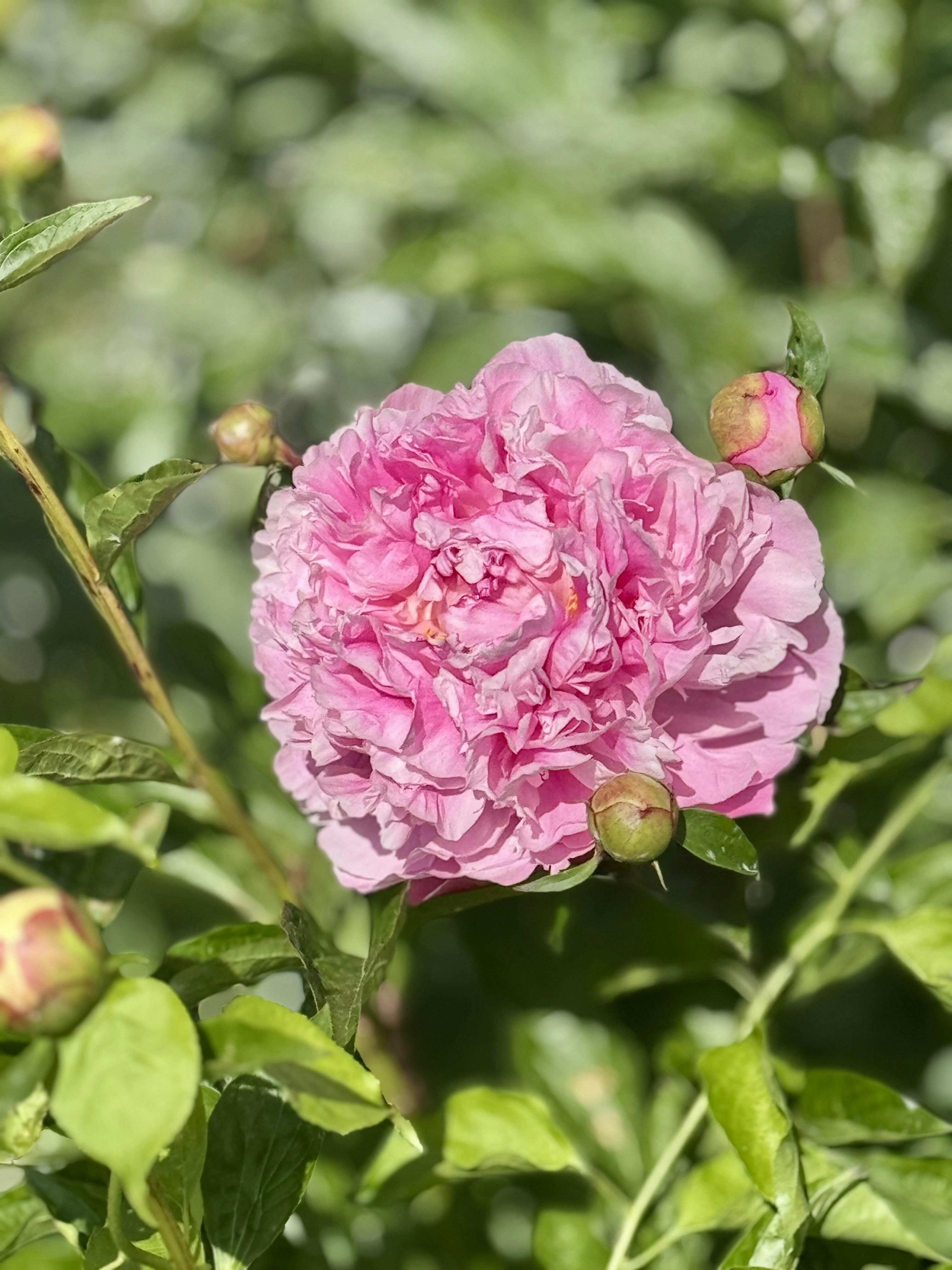 Peony