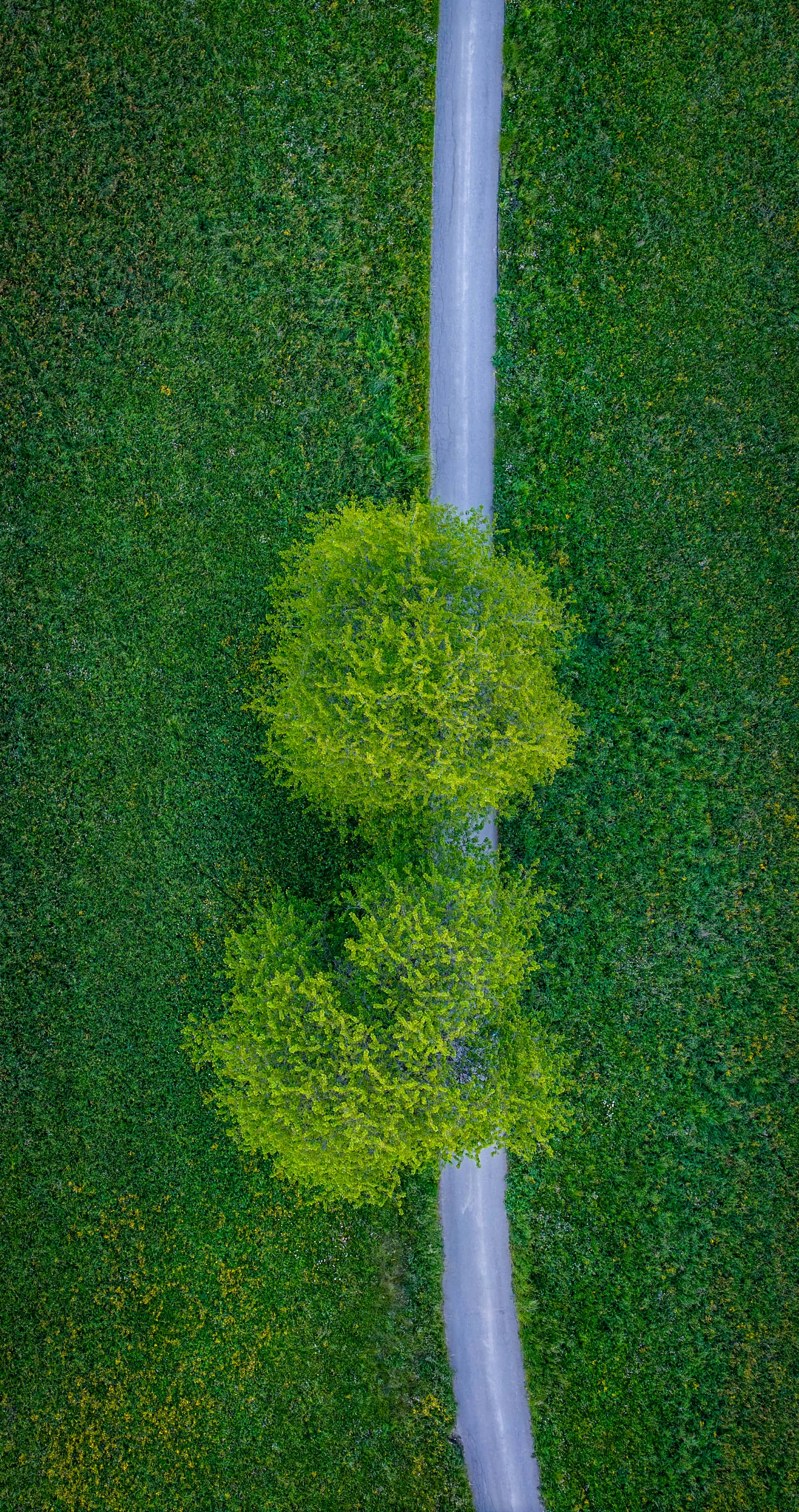 Emerald Twins Align Along a Narrow Road