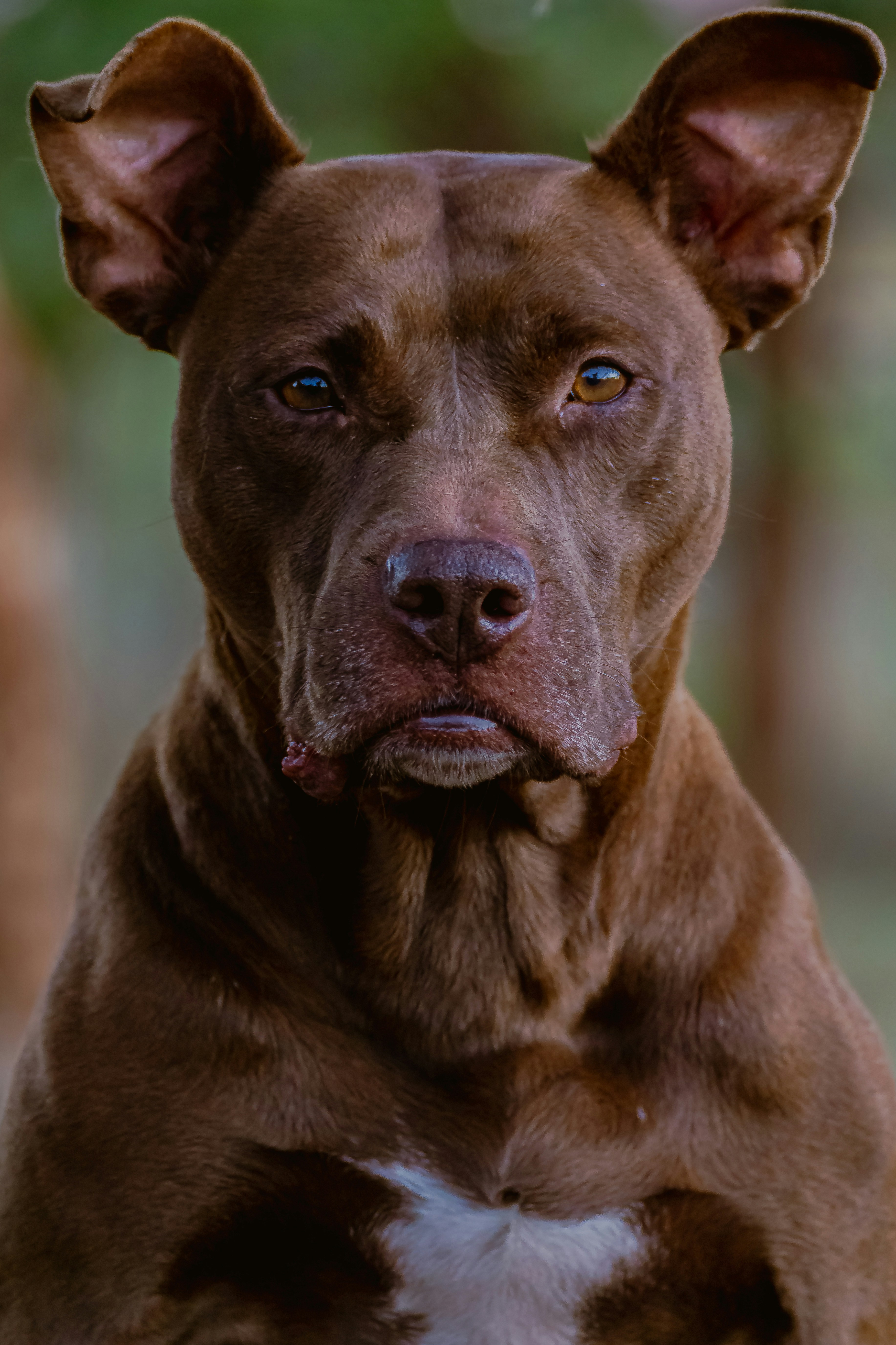 Here is a caption for the image: a handsome brown pit bull gazes at the ...