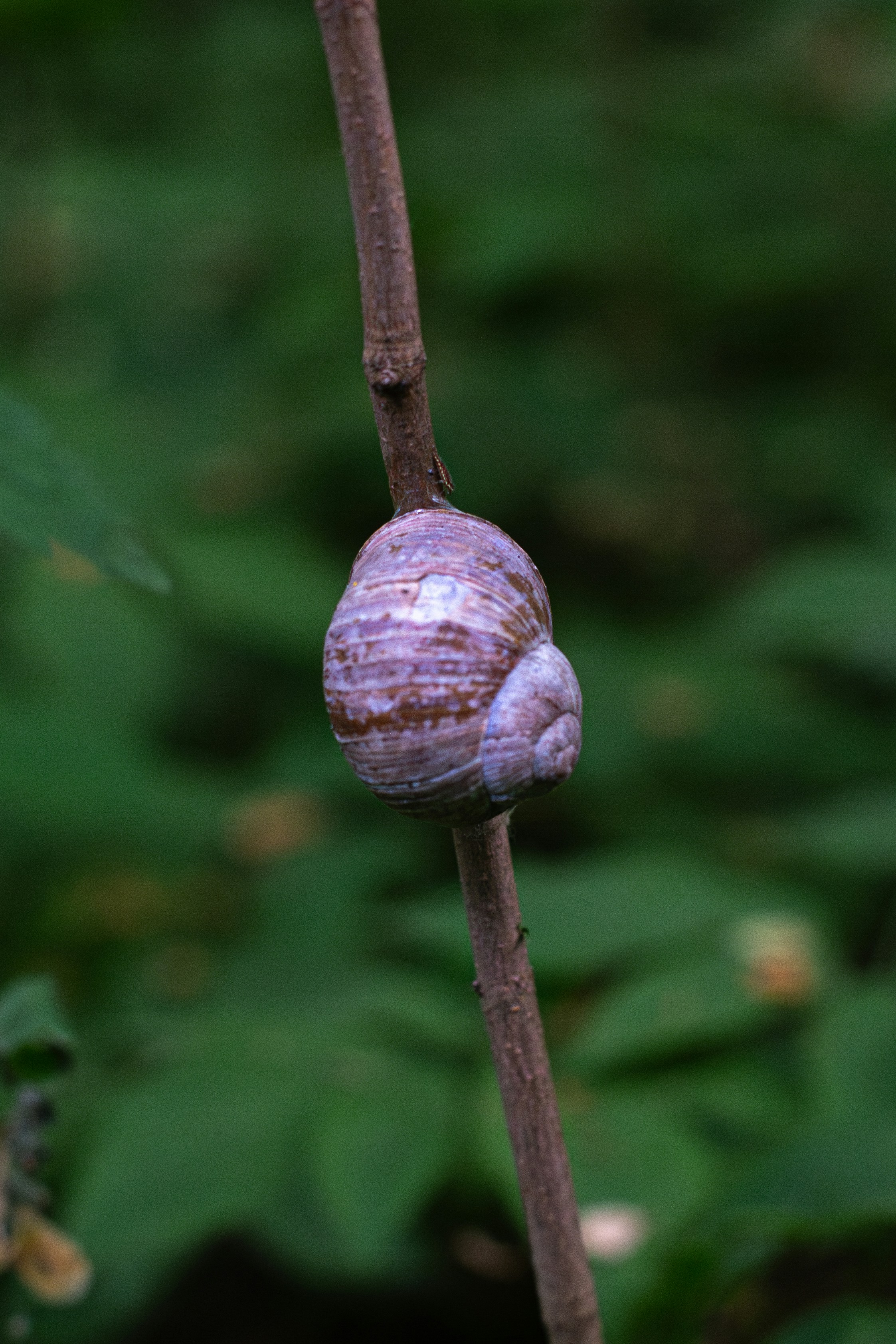 Coiled Snail on a Backlit Twig: An Up-Close Moment in Green Quiet