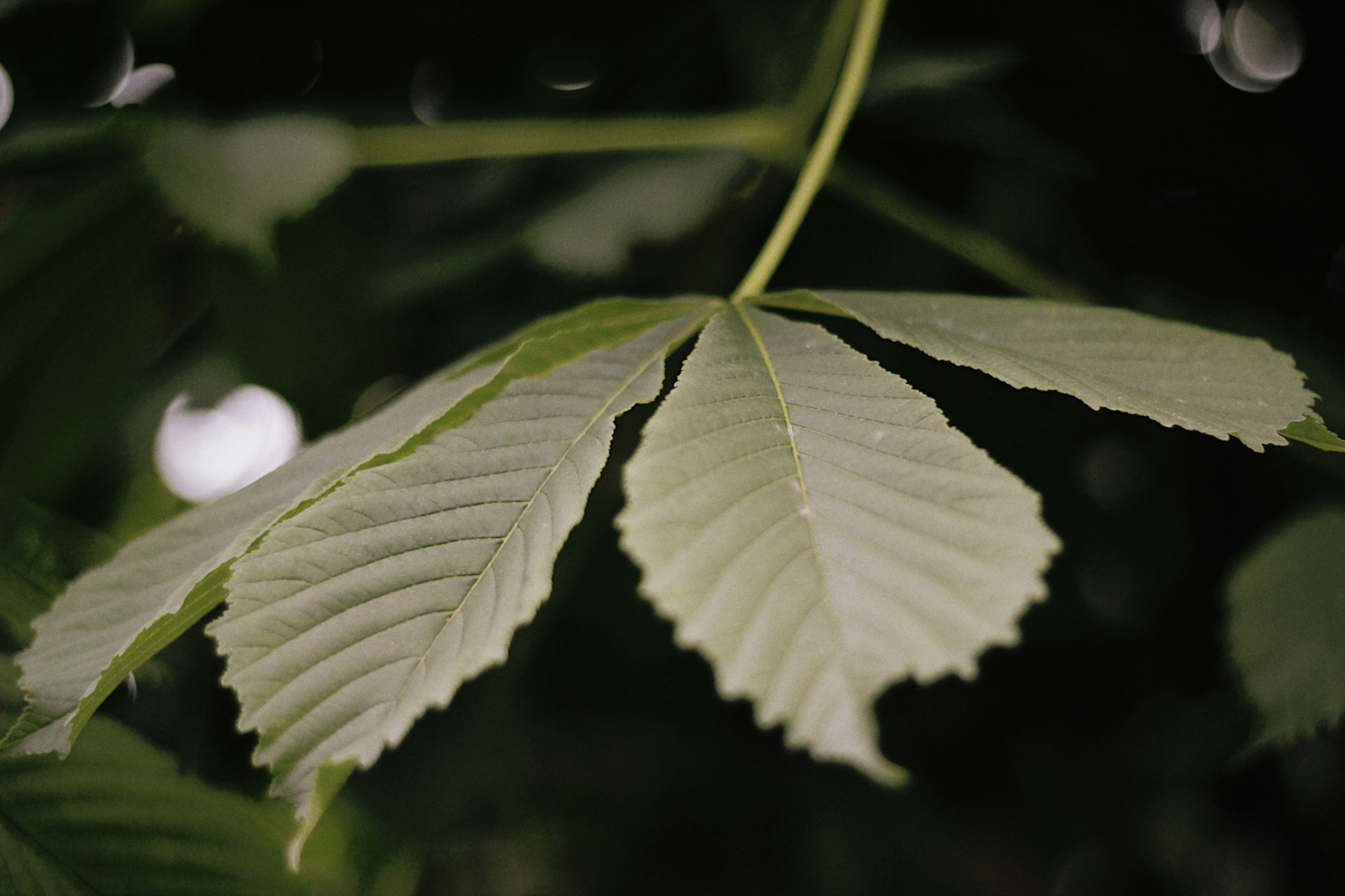 A close-up shows a detailed leaf. photo – Free Plant Image on Unsplash