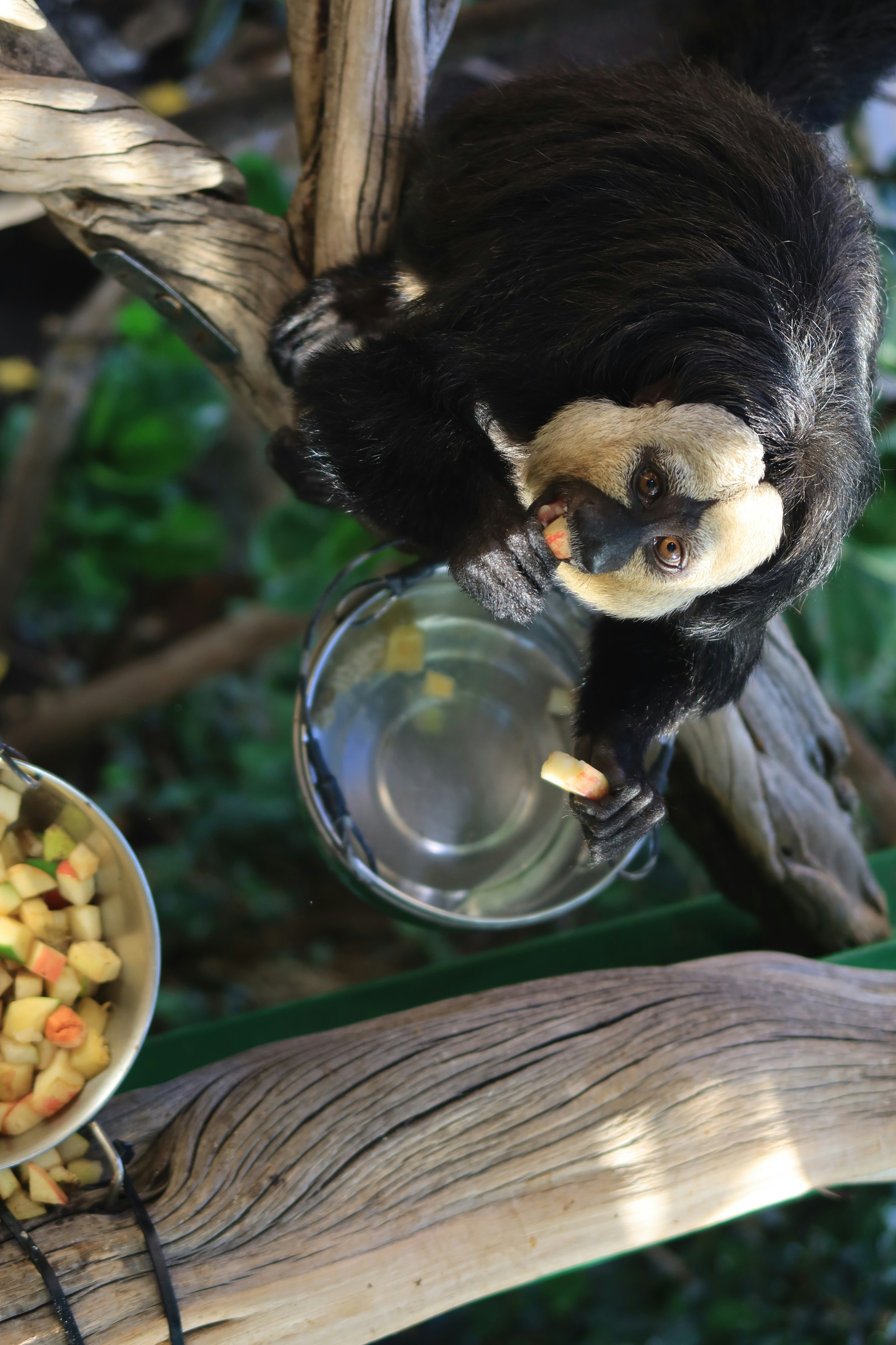 Snack Time at the Treetop: Howler Monkey Reaches for Fruit Over a Metal Bowl