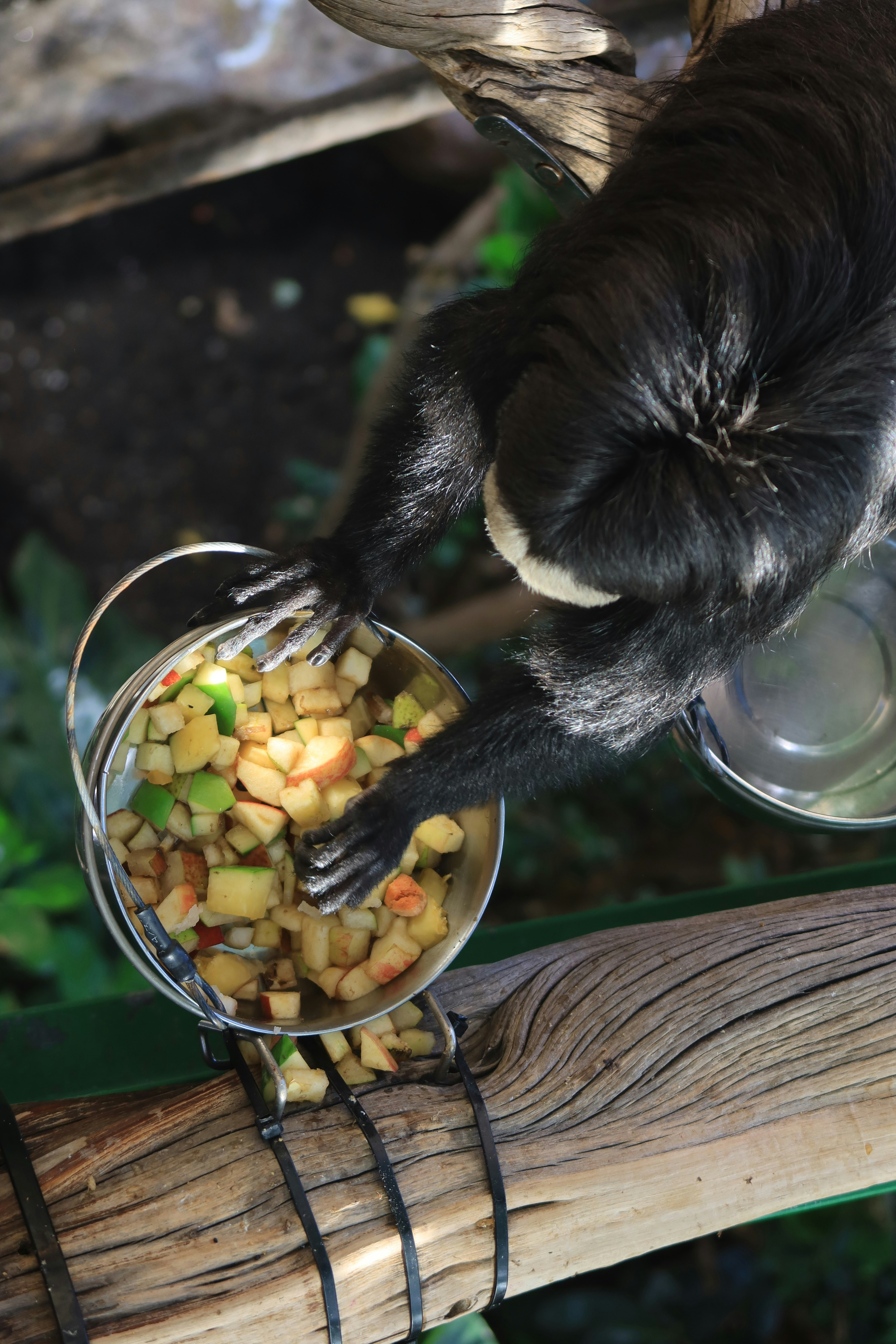 Close-Quarters Foraging: A Monkey Dips Its Hand Into a Fruit-Filled Pot
