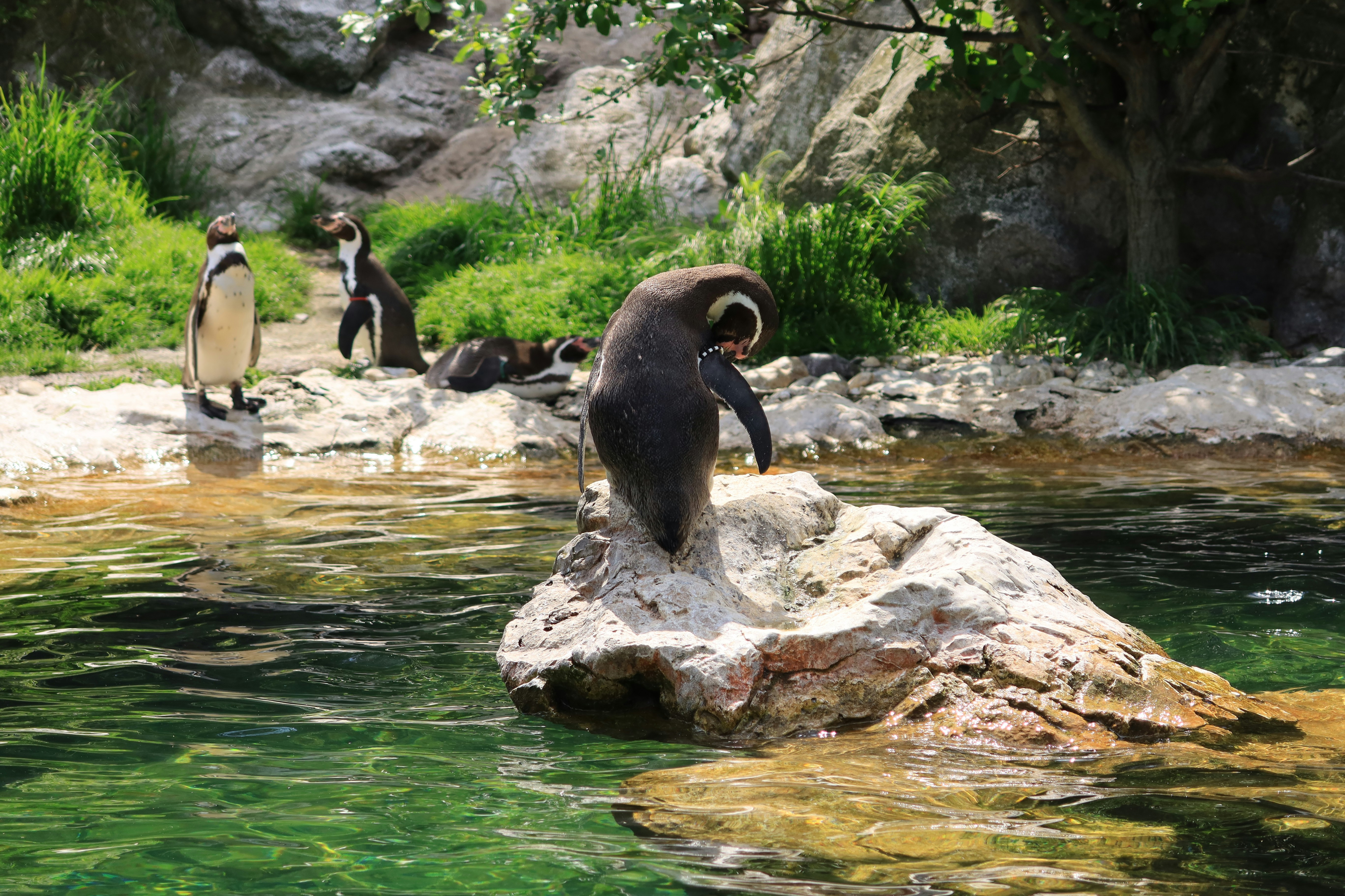 Preening on a Sunlit Rock: Penguin at the Edge of a Glassy Pool