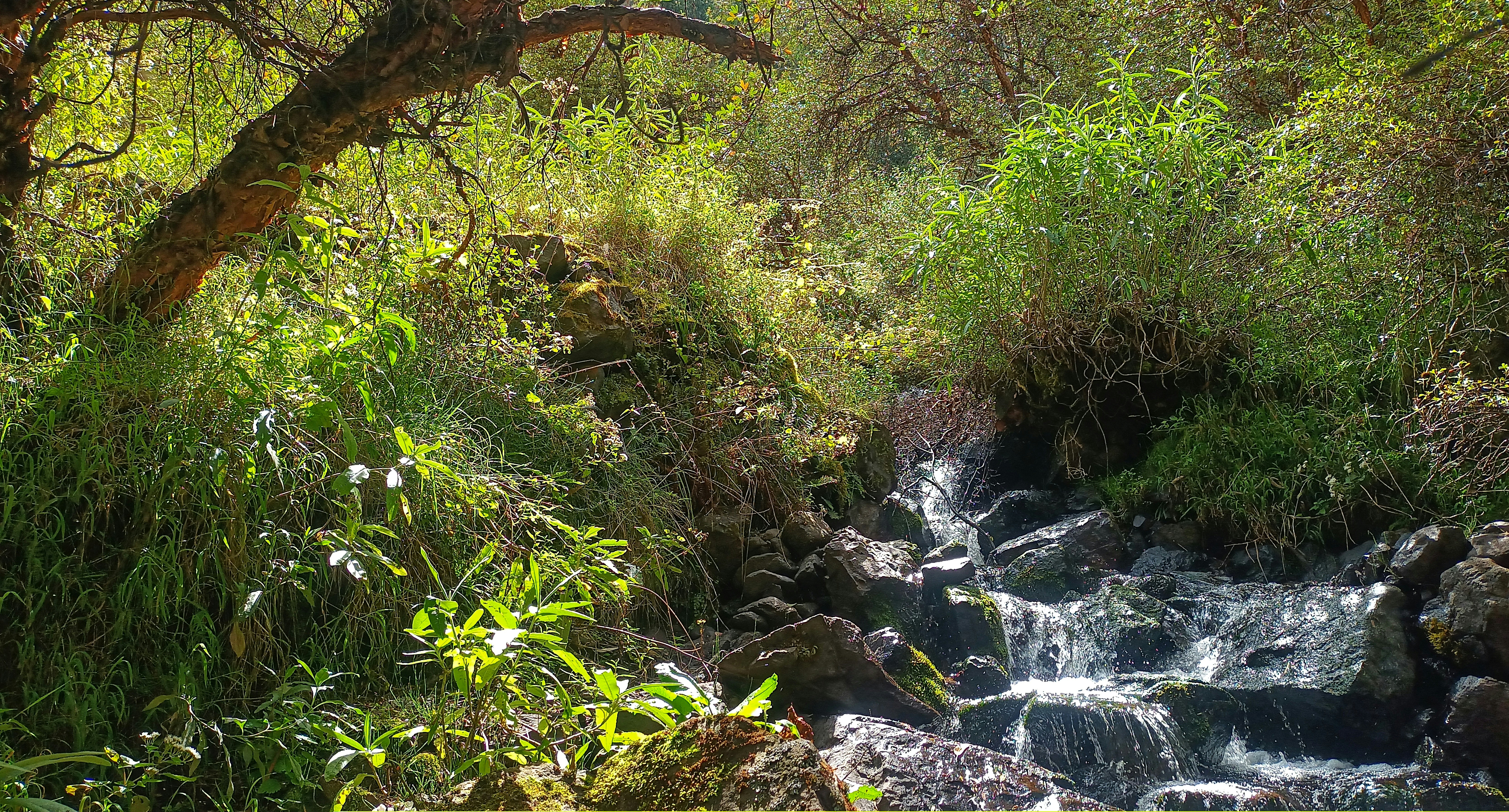 Gentle stream cascading over rocks, surrounded by lush greenery and vibrant foliage. The scene encapsulates a serene natural environment.