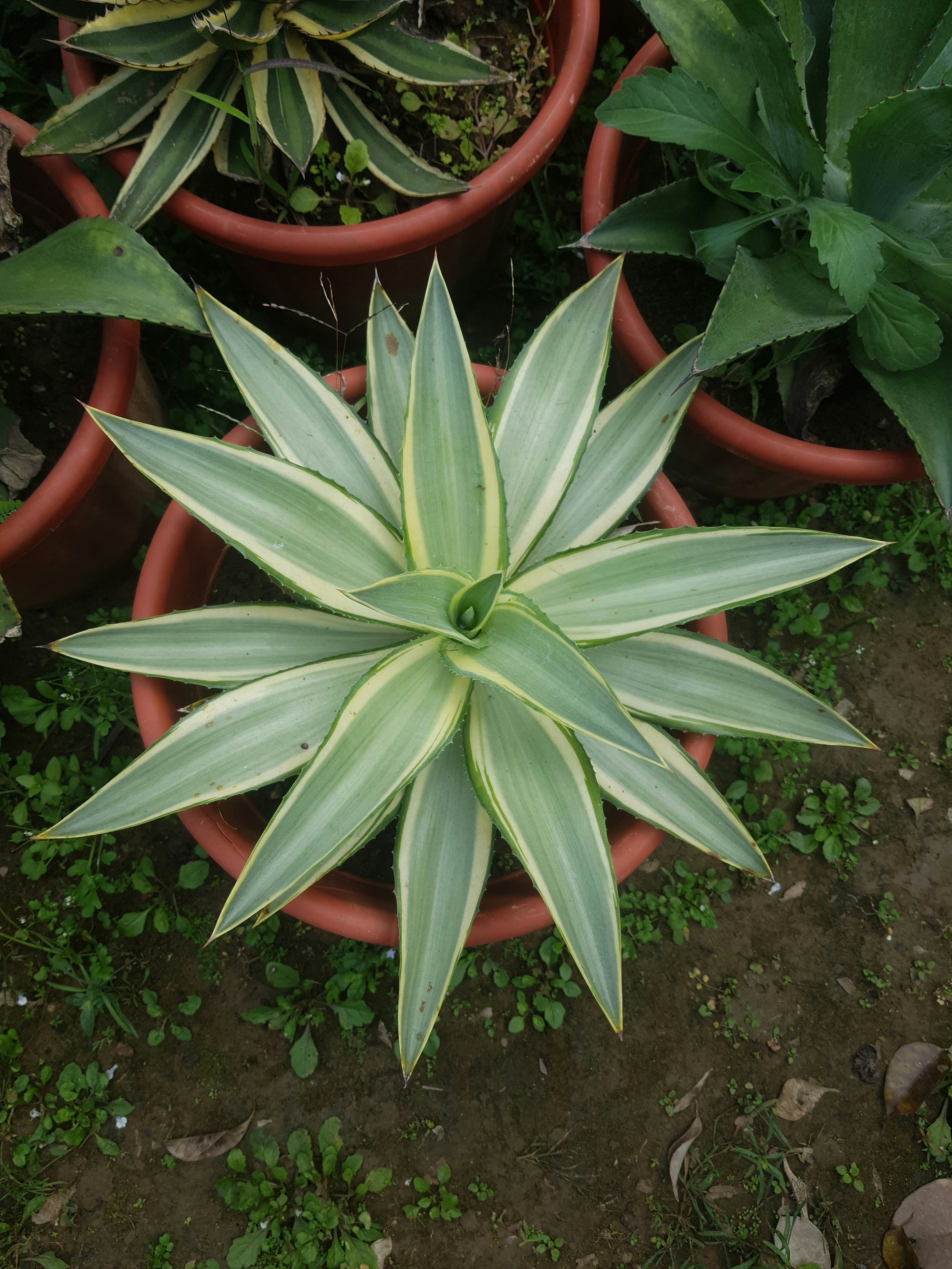 Photo by Dhanraj Priyadarshi with Samsung Galaxy Note10 Lite