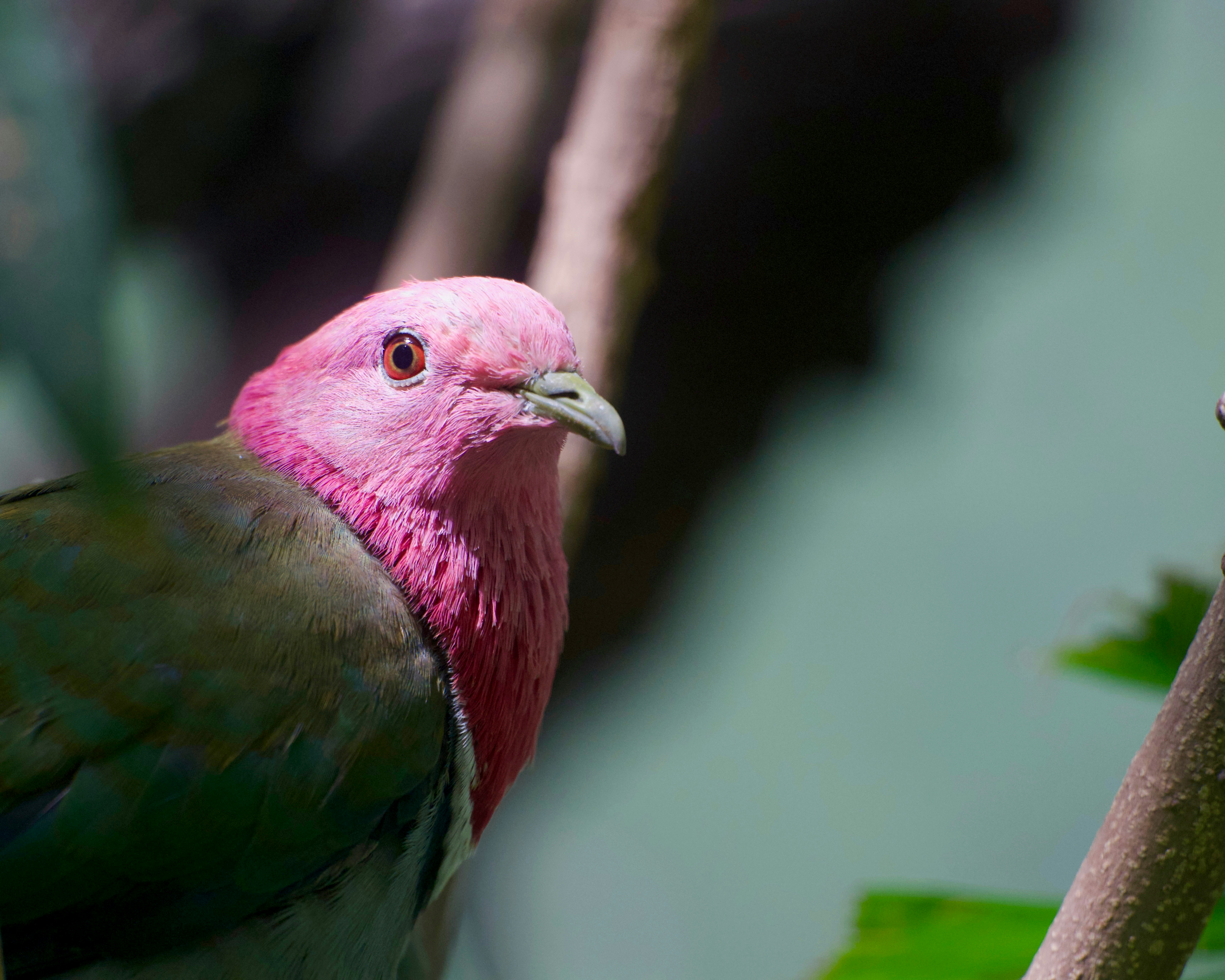 Pink-headed Sunbird in the Green Canopy: a Close-Up Portrait