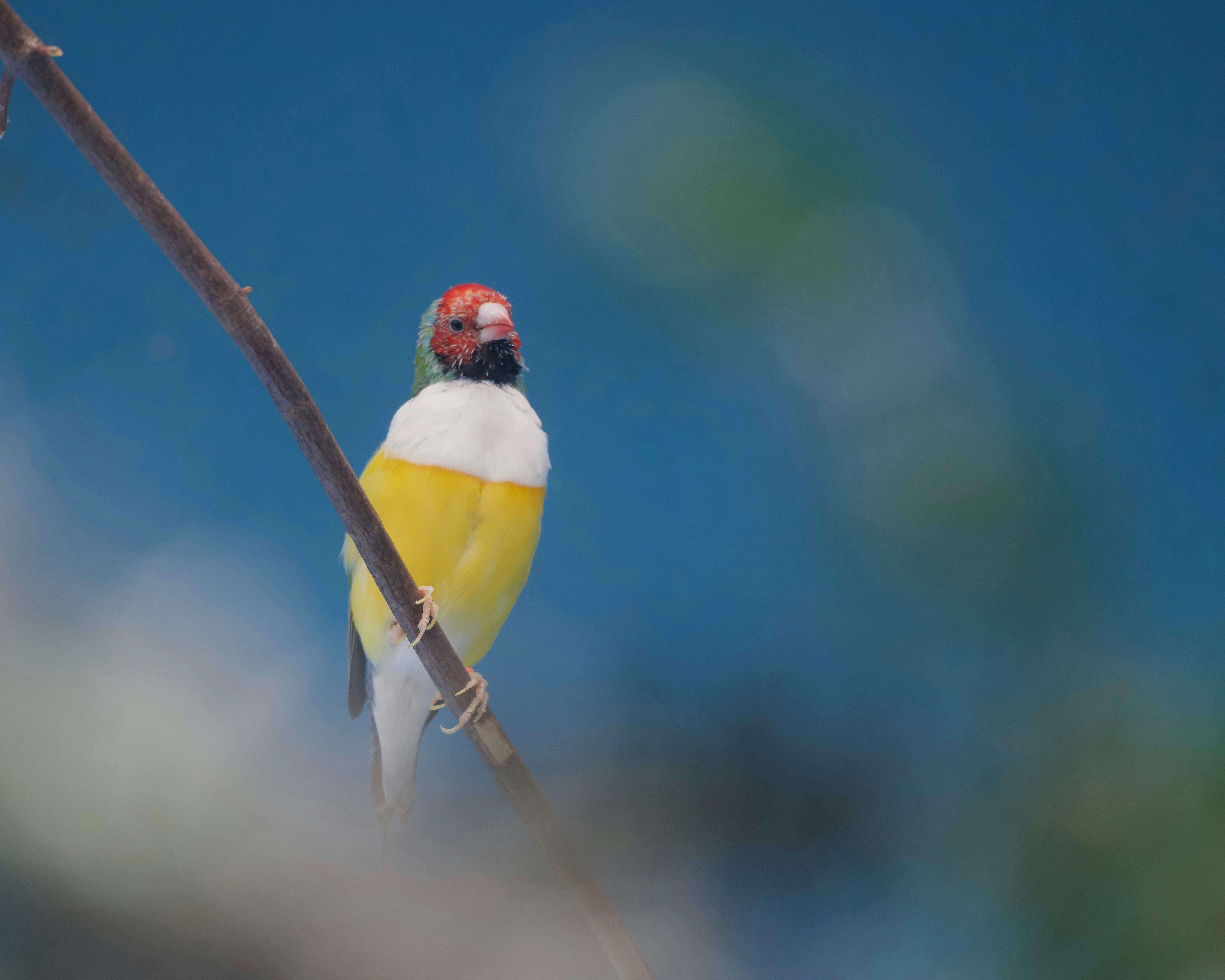 Crimson Crown on a Delicate Twig Beneath an Azure Blur