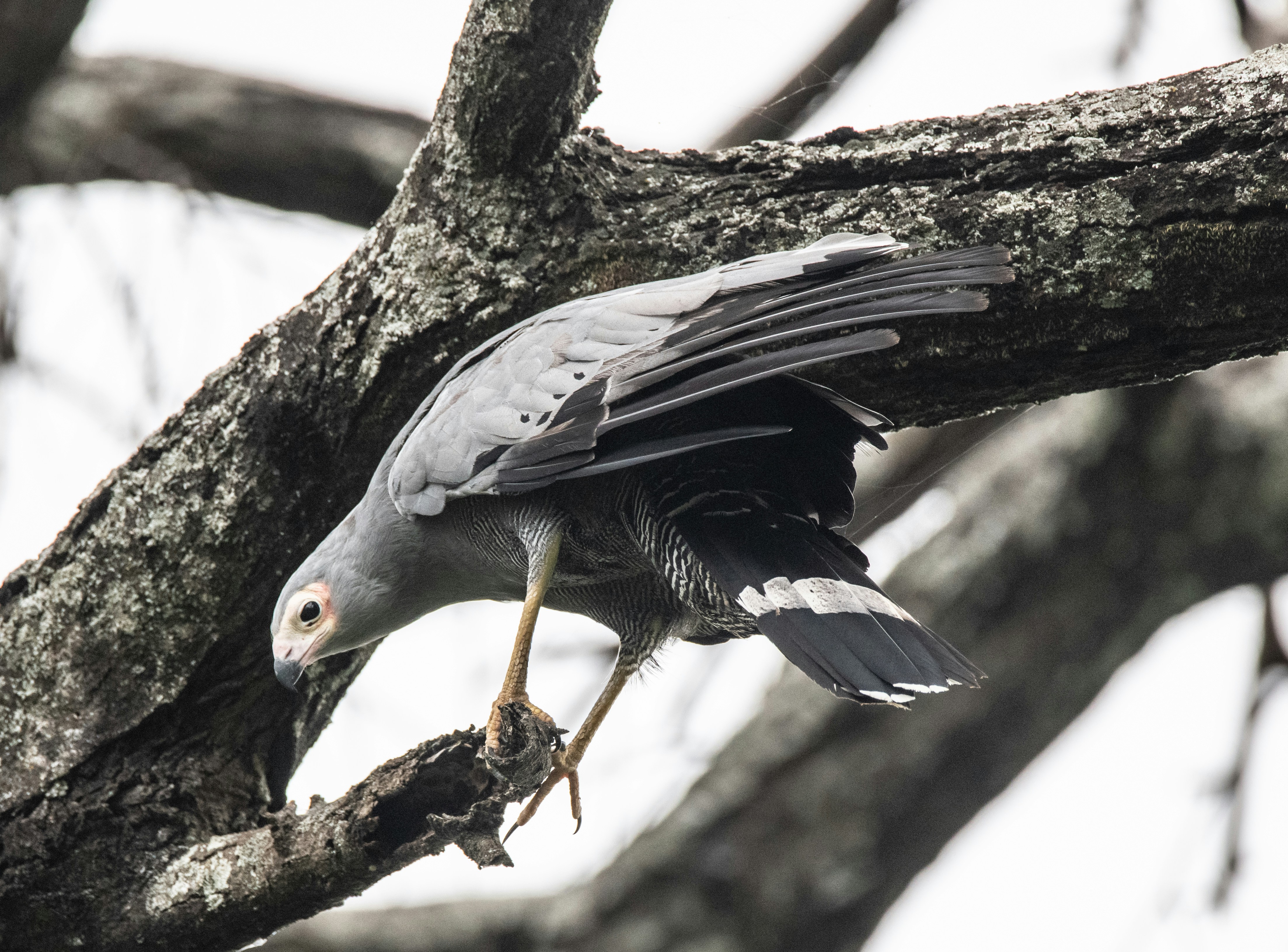 Aerial Acrobats: The Subtle Dance of the Grey Hawk