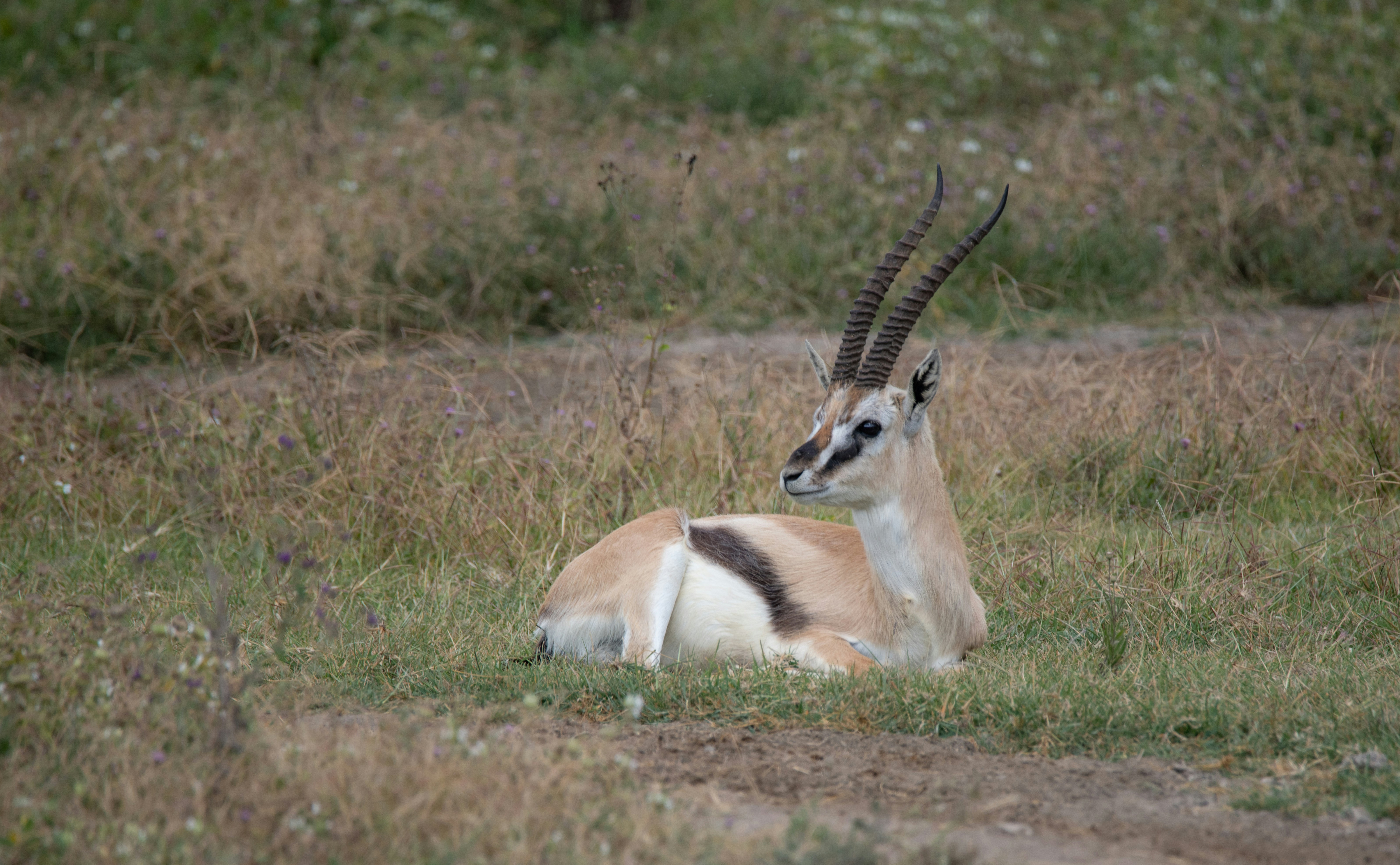 Resting silhouette: gazelle with arched horns in sunlit grasslands