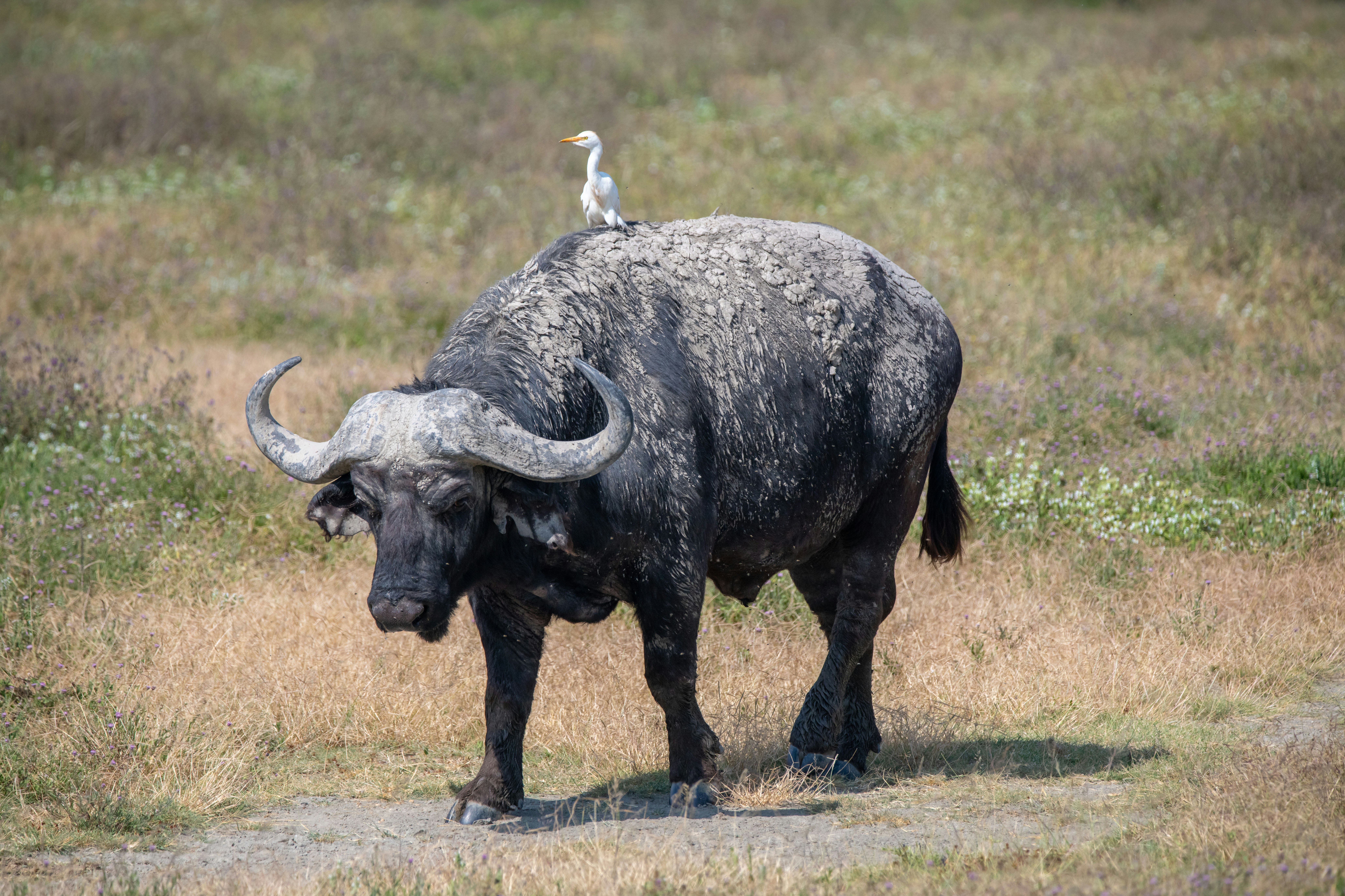 Harmony in the Wild: A Buffalo's Companion