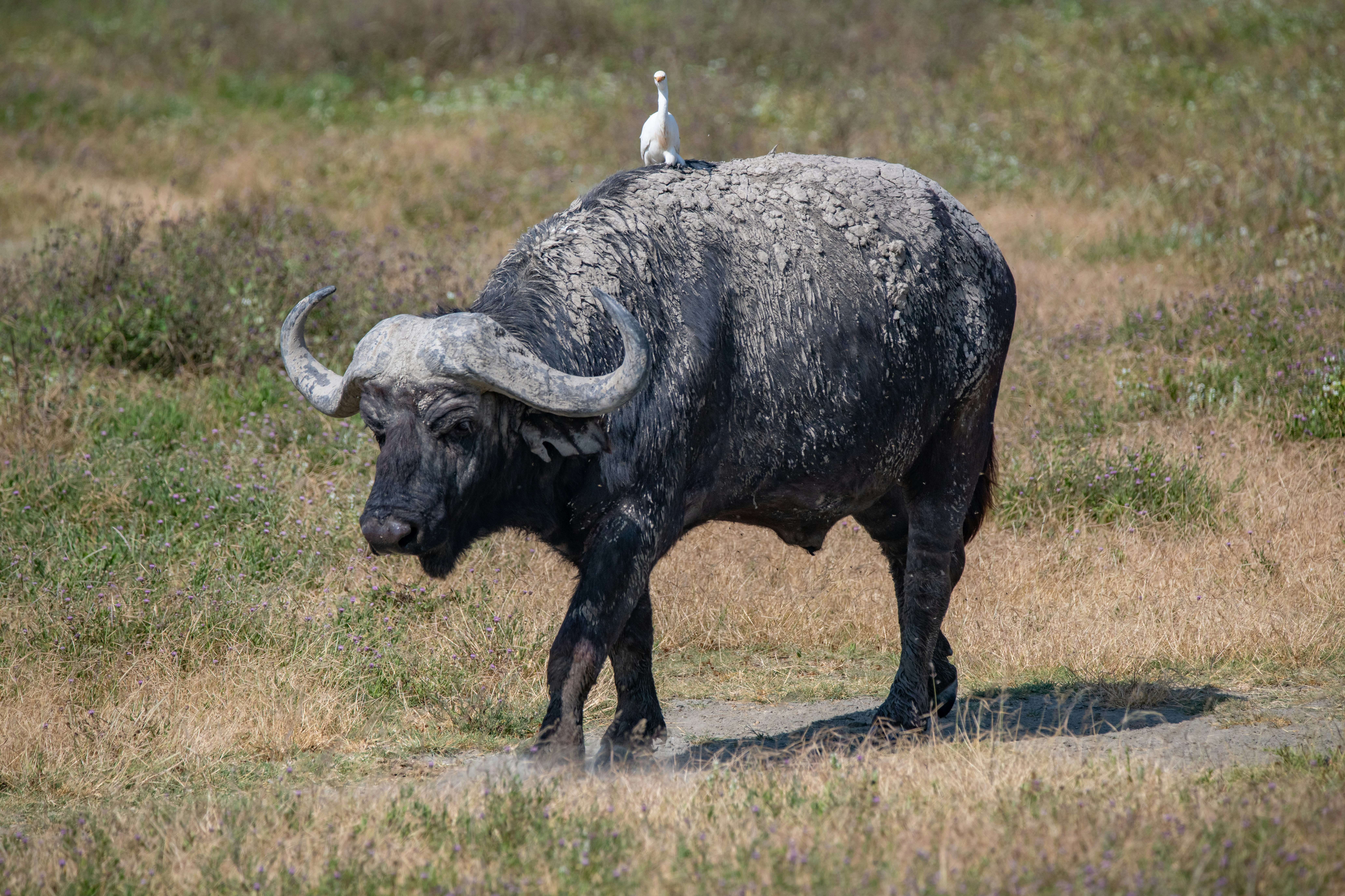 Harmony in the Wild: A Buffalo's Unlikely Companion