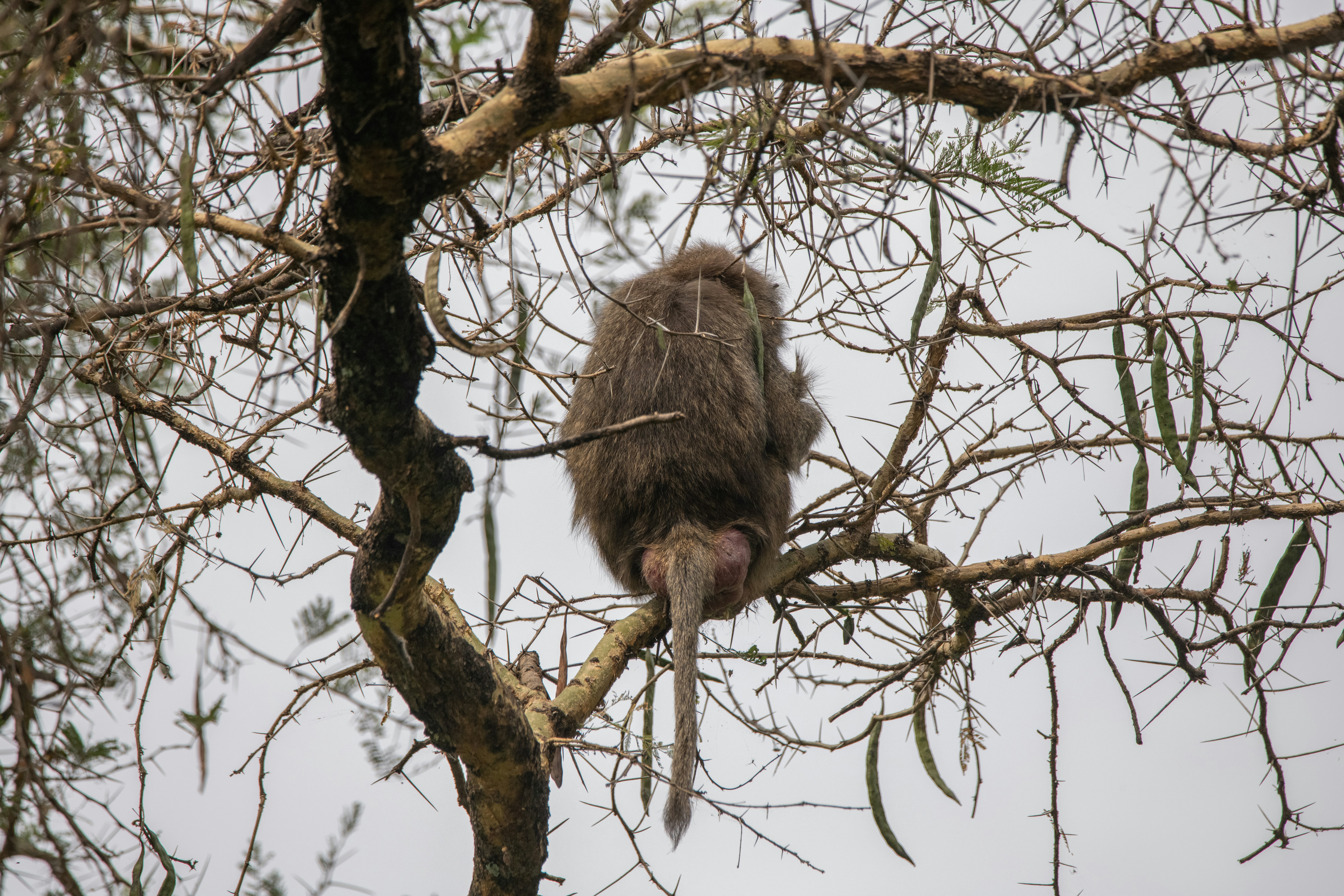 Arboreal Pause: A Possum Clings to a Bare Branch Under a Pale Sky