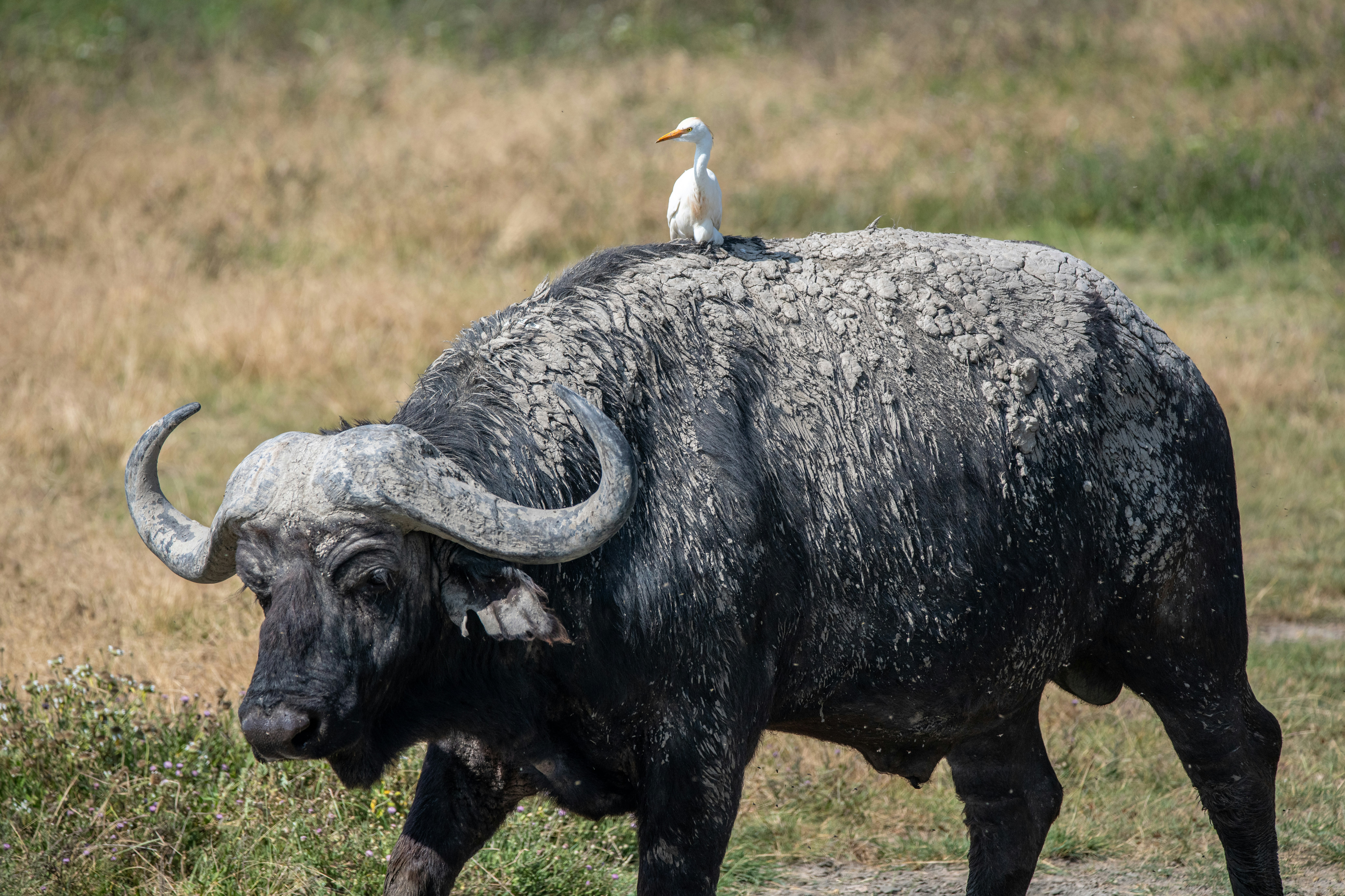 A bird rides on a buffalo's back. photo – Free Animal Image on Unsplash