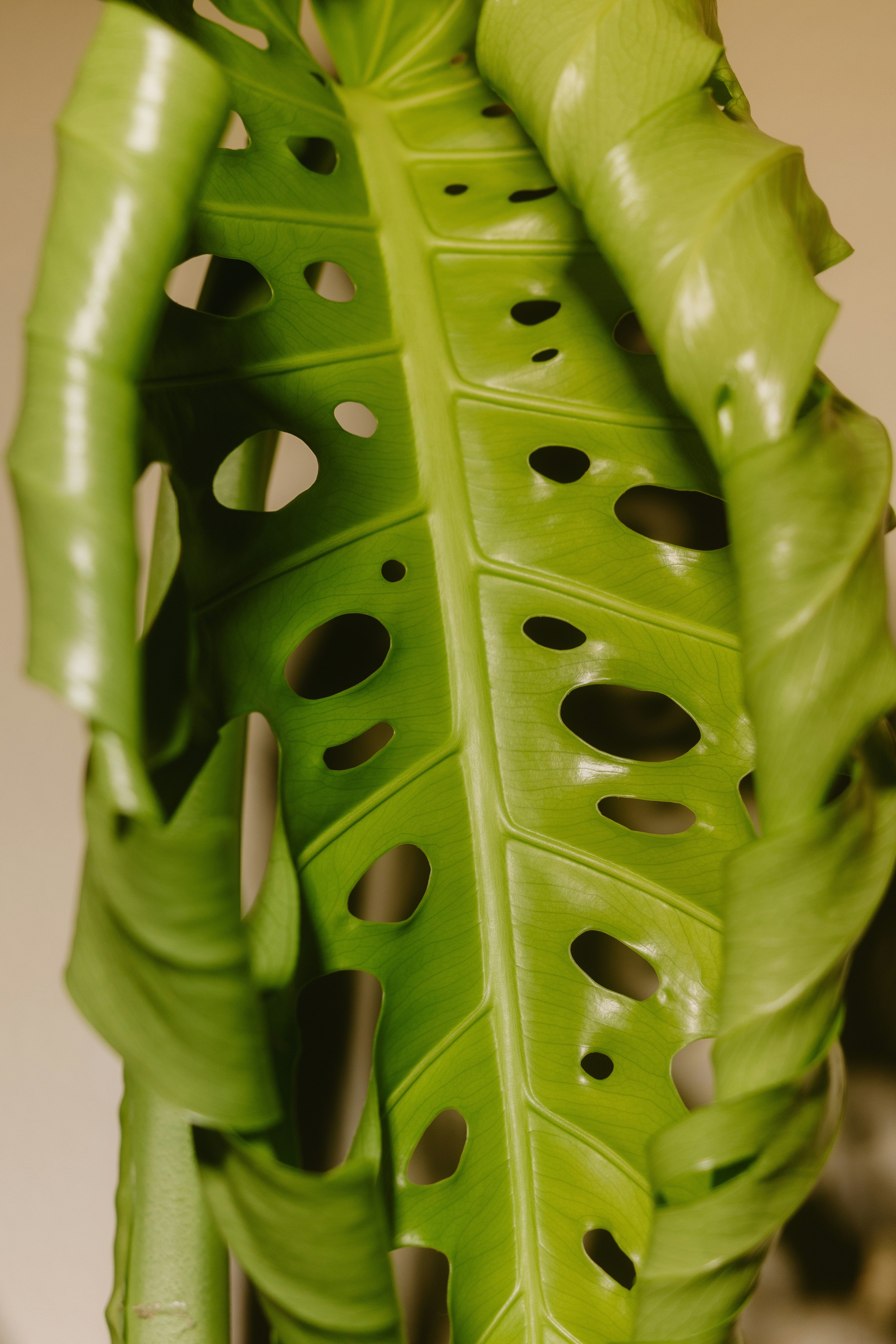 A monstera deliciosa leaf with holes and curled edges. photo – Free ...